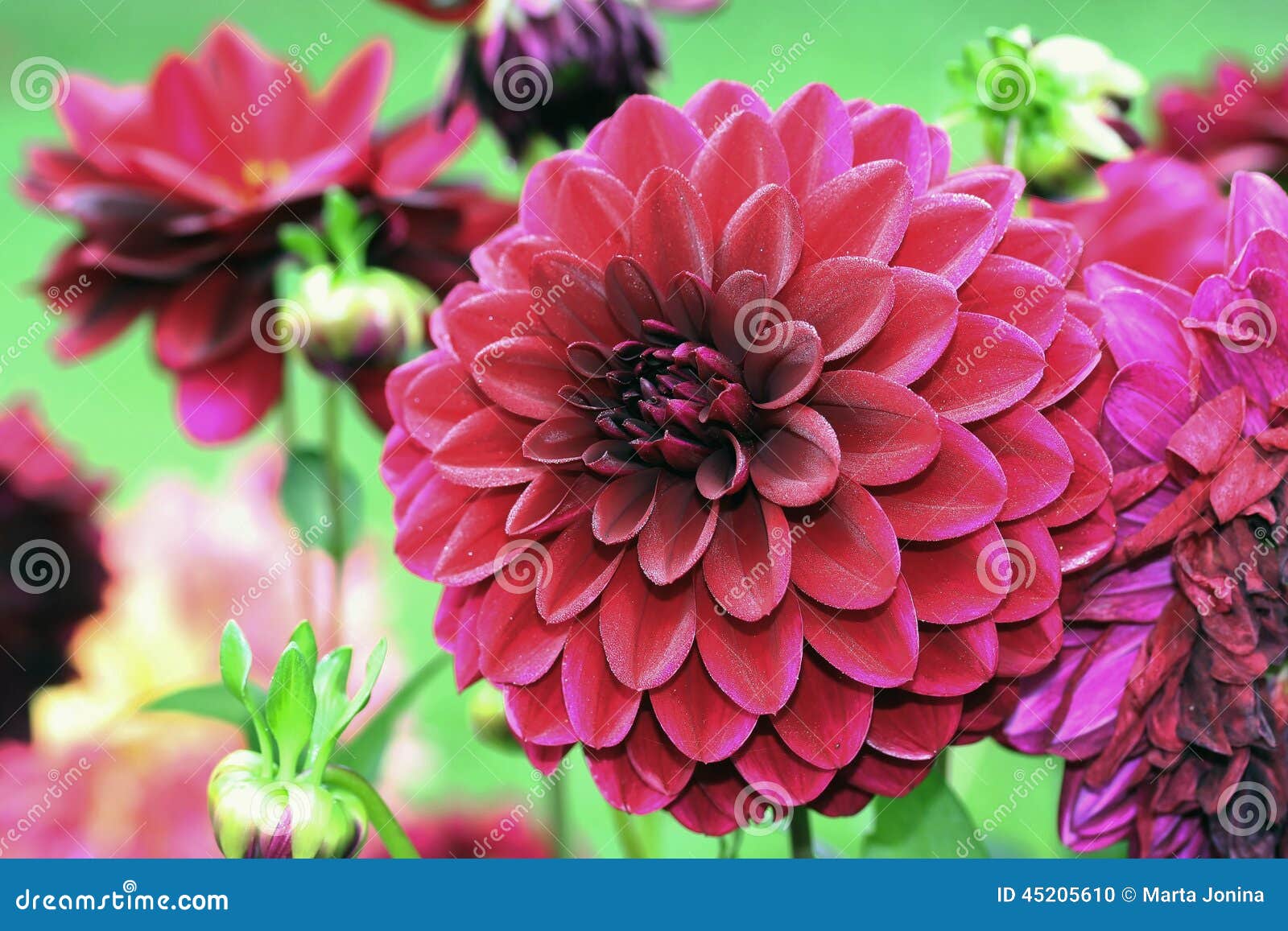 Formal Decorative Red Dahlias Stock Photo - Image of garden, daisy ...