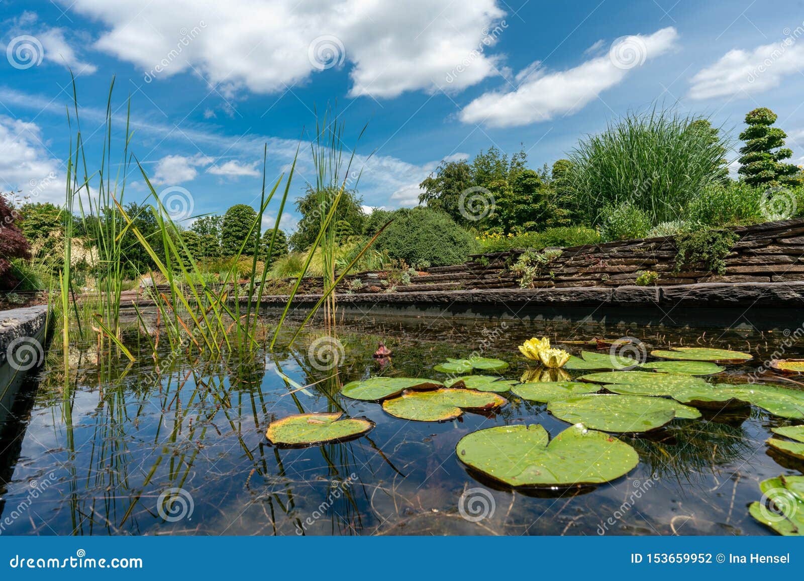 Formal Garden Pond with Water Lilies and Lily Pads Stock Photo - Image ...