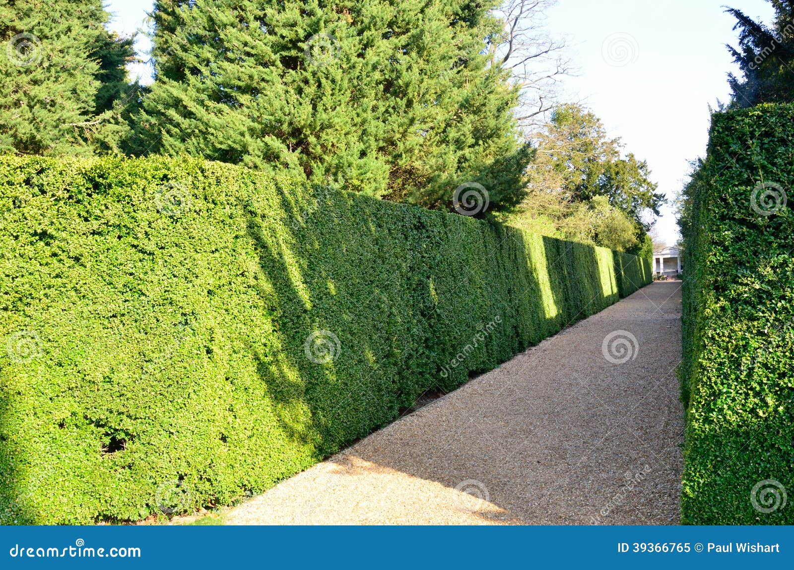Formal hedge and path stock image. Image of hedge, landscape - 39366765