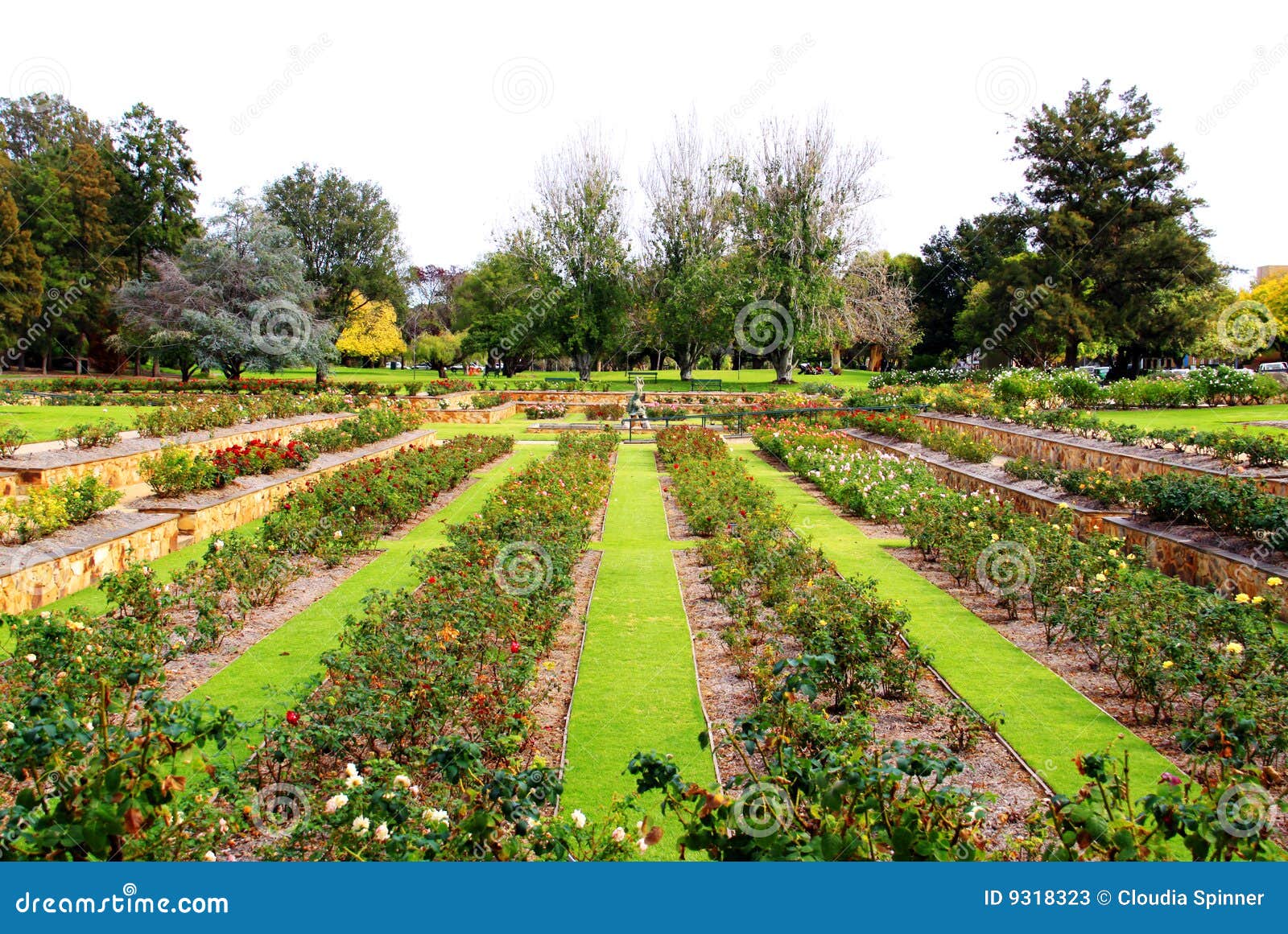 Formal Rose Garden, Adelaide, Australia Stock Image - Image of rows ...