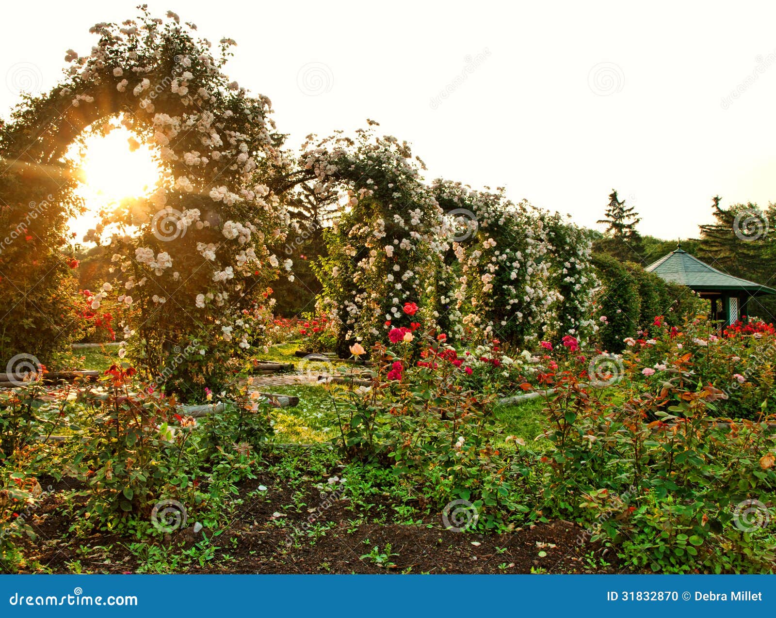 Formal rose garden stock photo. Image of garden, flora - 31832870