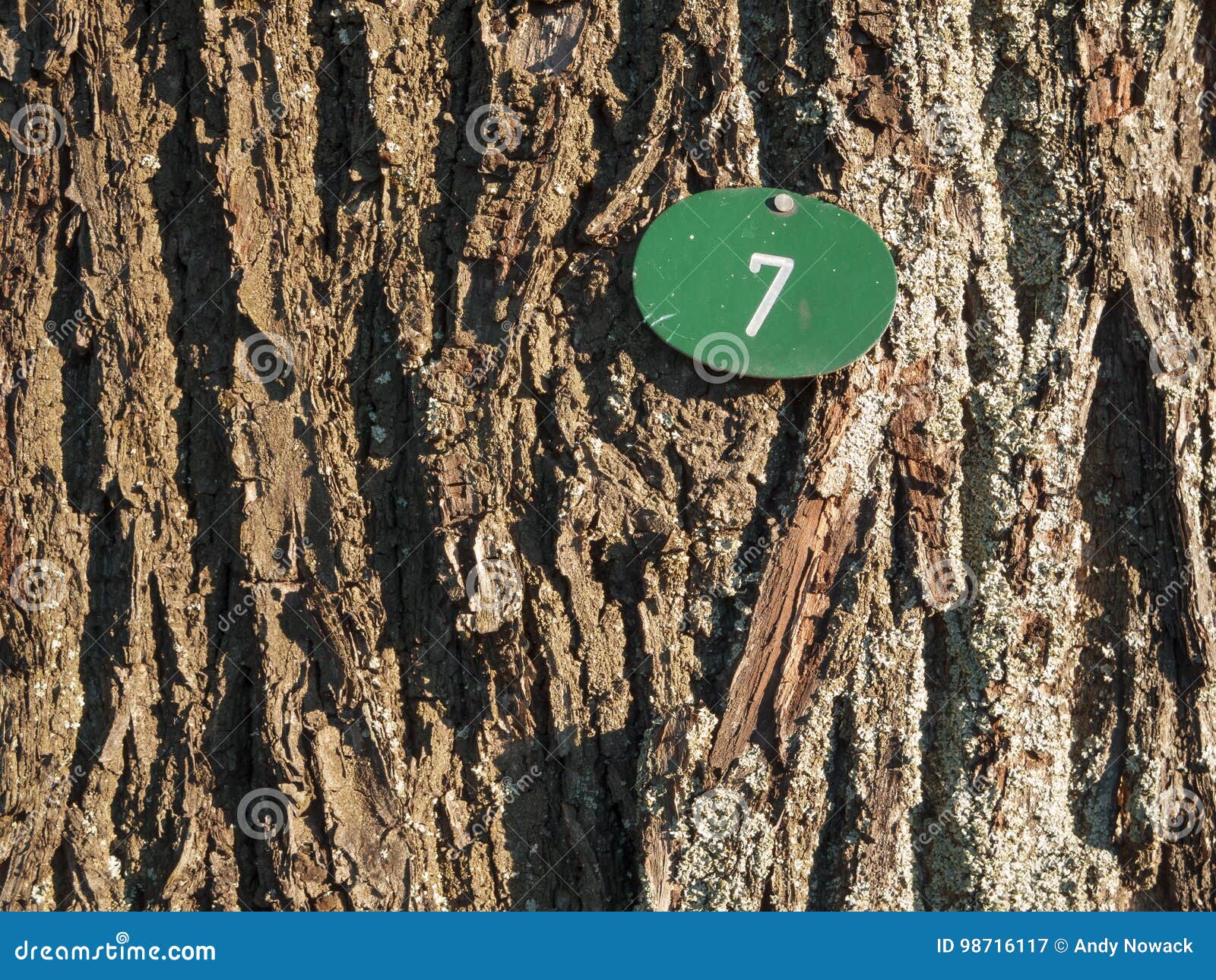 Bark with Number Seven Horizontal Stock Image - Image of seven ...