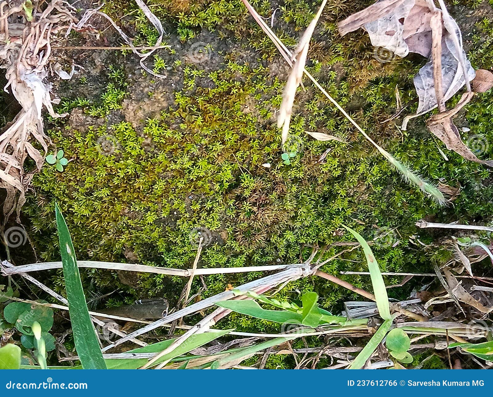 Formation of Algae on the Soil in the Rainy Season. Clearly the ...