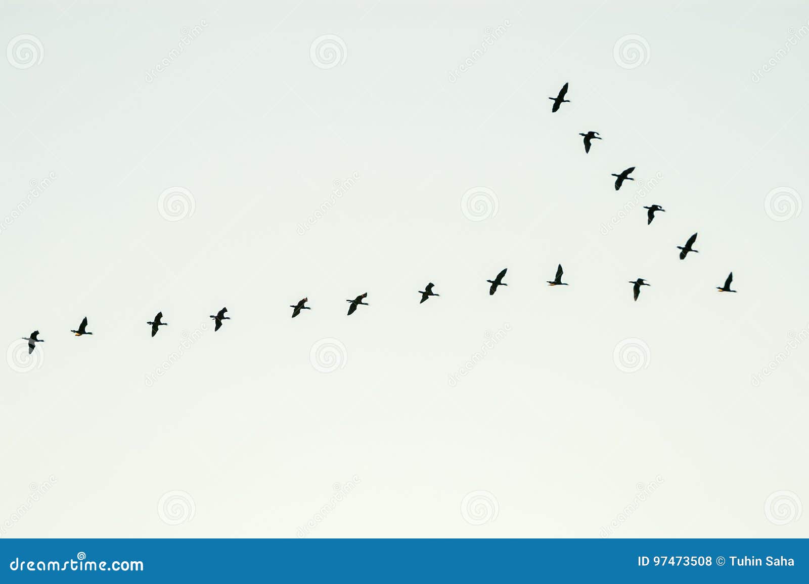 Formation of Birds in Flight Stock Photo - Image of migratory, flight ...
