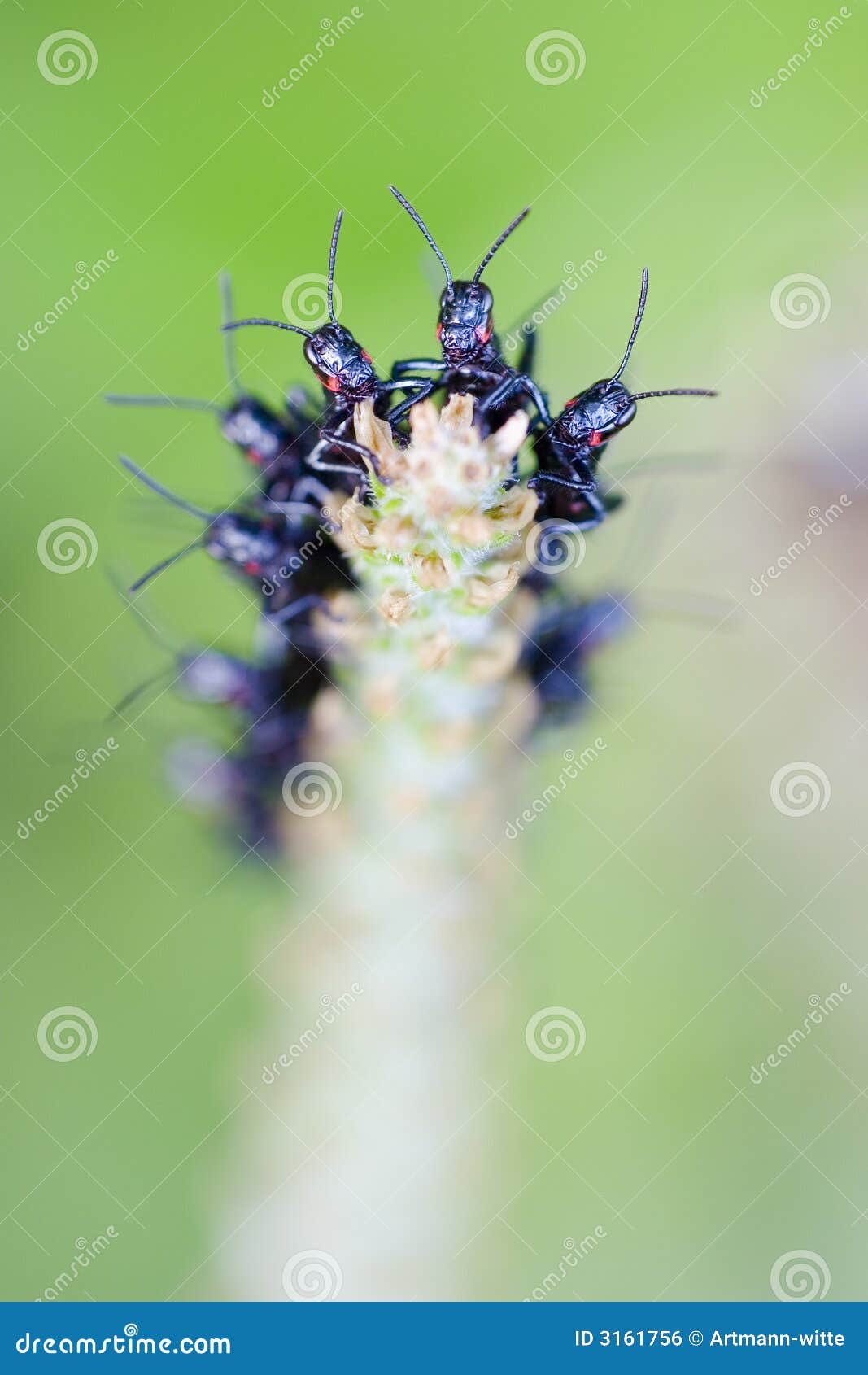 Formation of Black Crickets Stock Photo - Image of crowded, insect: 3161756