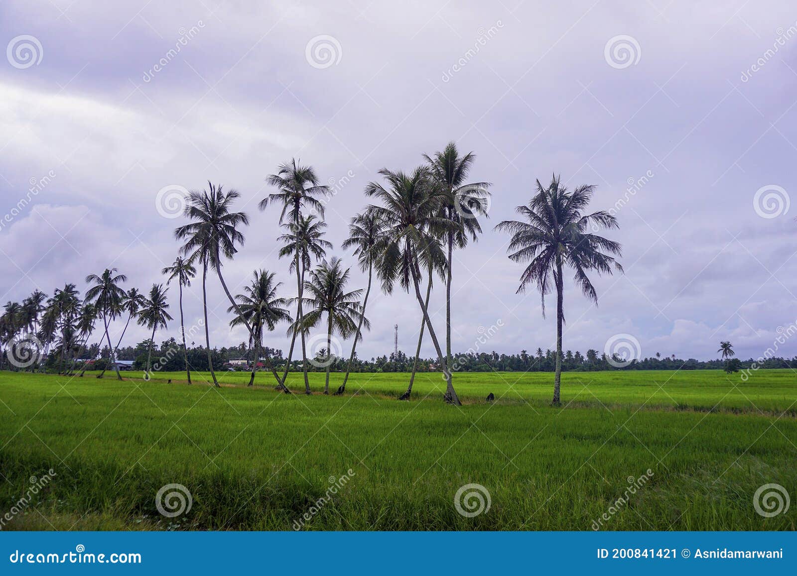 Formation of Coconut Tree and Green Paddy Field Stock Image - Image of ...