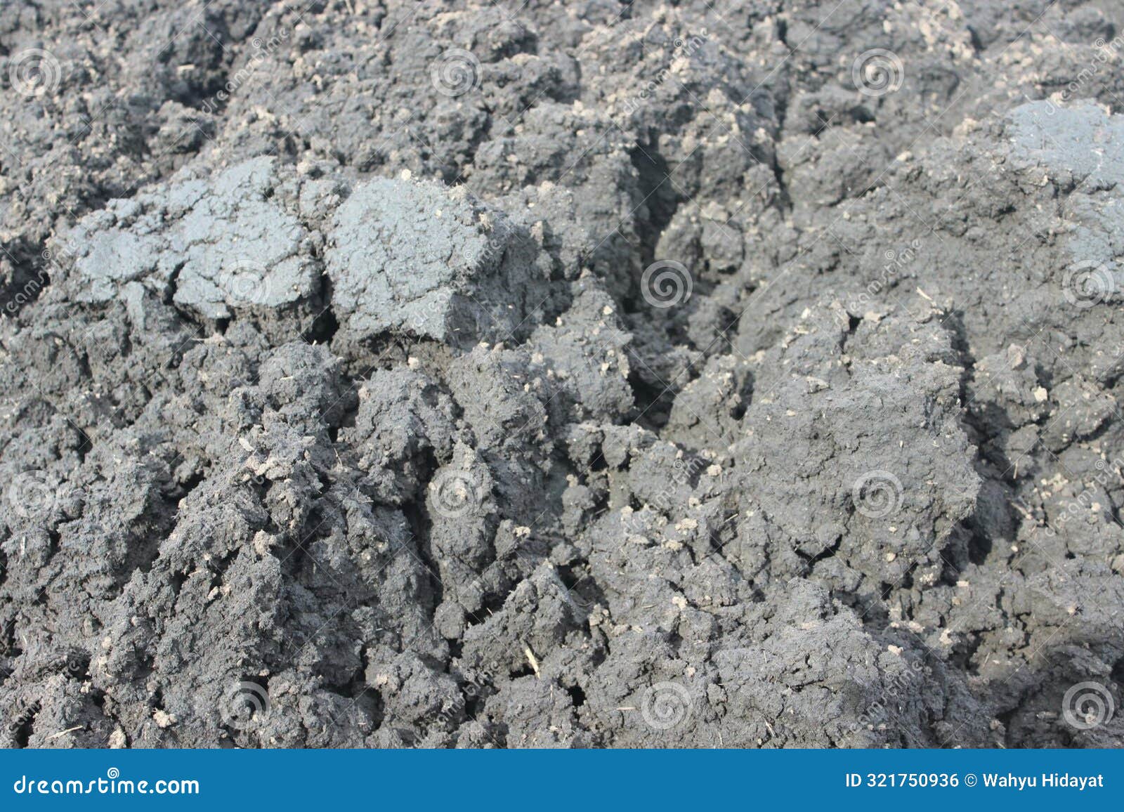 Formation of Compost Soil from Leftover Sugarcane Bagasse Stock Photo ...