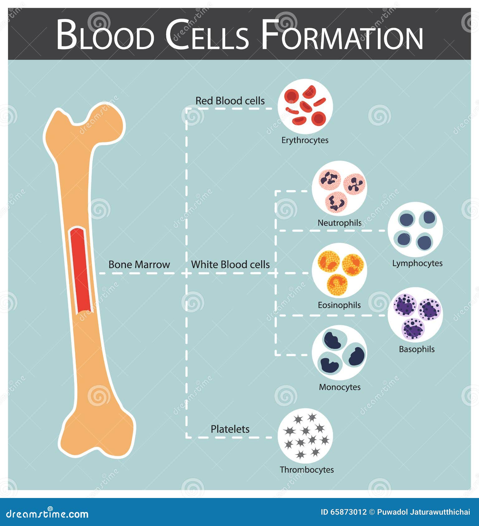 Formation De Globules Sanguins Illustration de Vecteur - Illustration ...