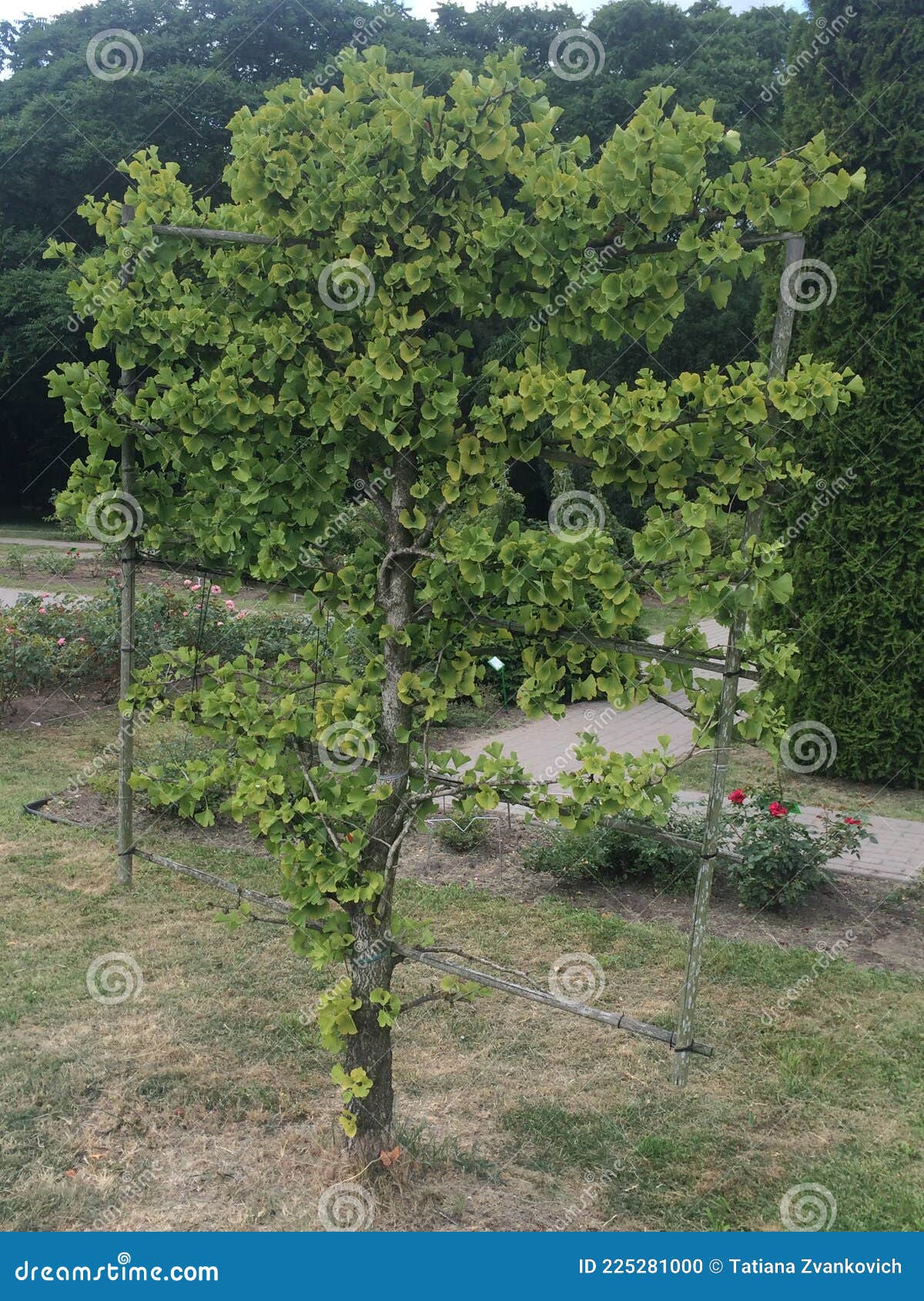 The Formation of a Flattened Shape of the Tree Crown on the Trellis ...
