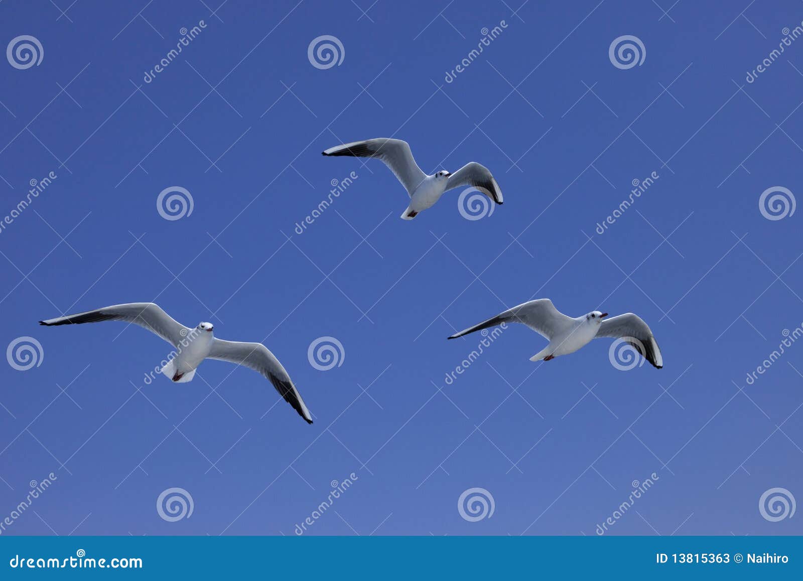Formation Flight of the Sea Gull Which Flies Over Stock Image - Image ...