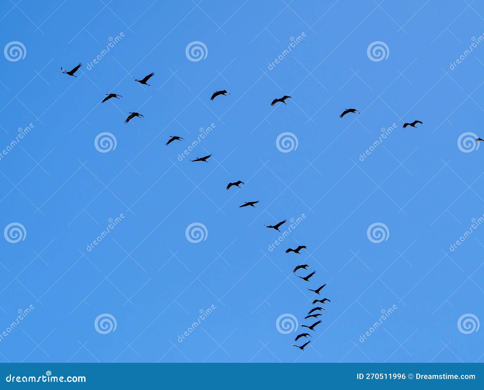 Formation of Migrating Cranes Stock Photo - Image of nature, wildlife ...