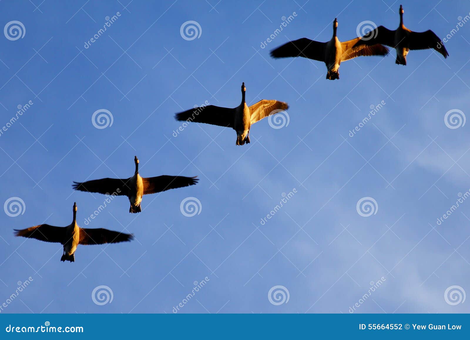 Formation - Pattern - Gliders Stock Photo - Image of birds, gliders ...