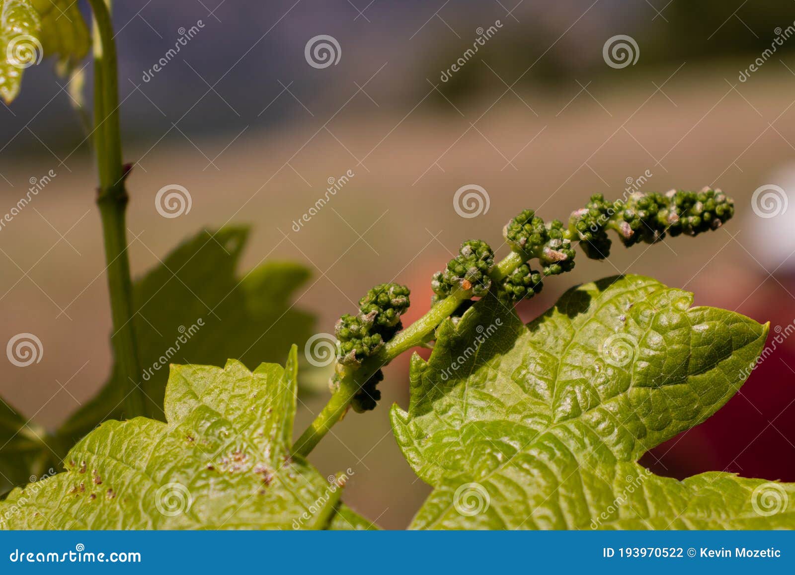 The Formation of the Small Grapes on the Vine Tree in the Vineyard ...