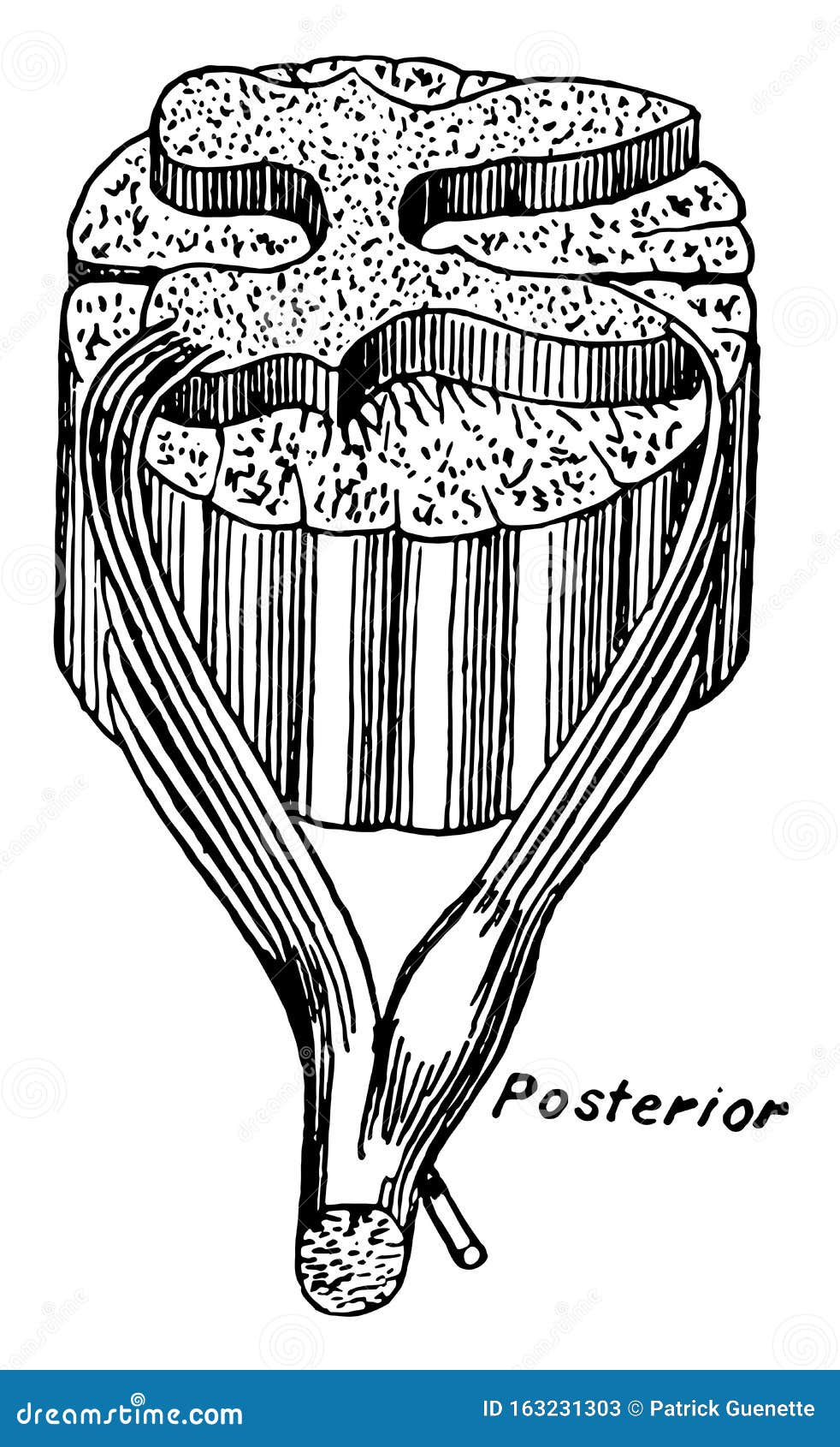 The Spinal Nerve Is A Mixed Nerve That Carries Motor, Sensory And ...