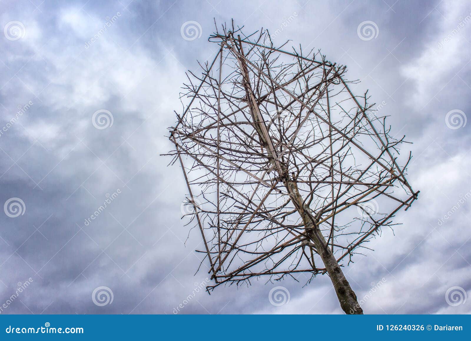 Square Formation Box on the Tree. Stock Photo - Image of shape, branch ...