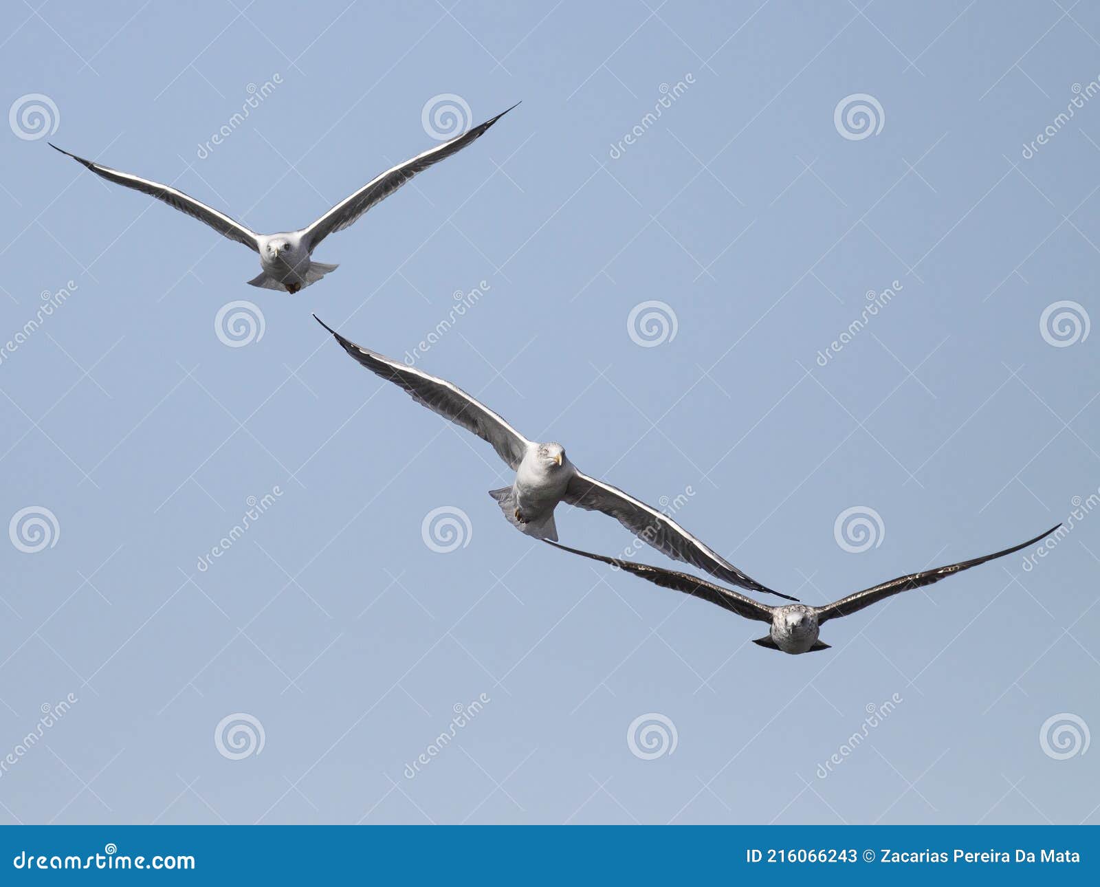 Formation of Three Seagulls in Flight Stock Image - Image of birds ...