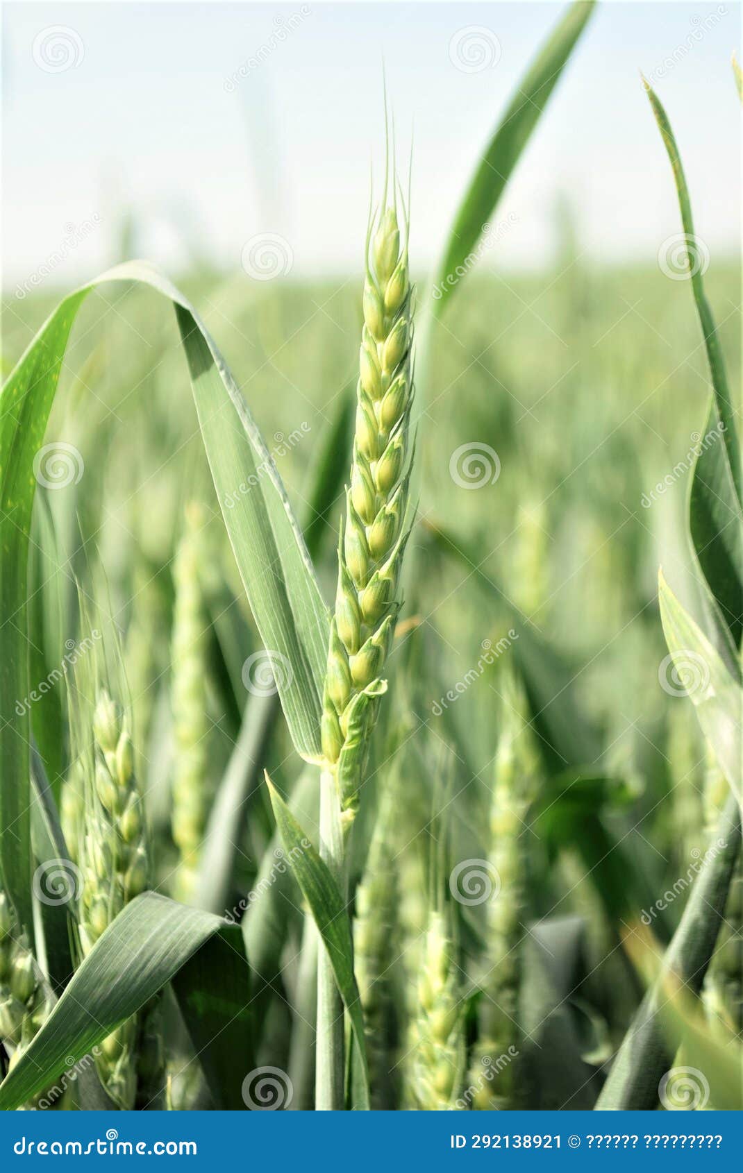 Formation of a wheat ear stock image. Image of vegetable - 292138921