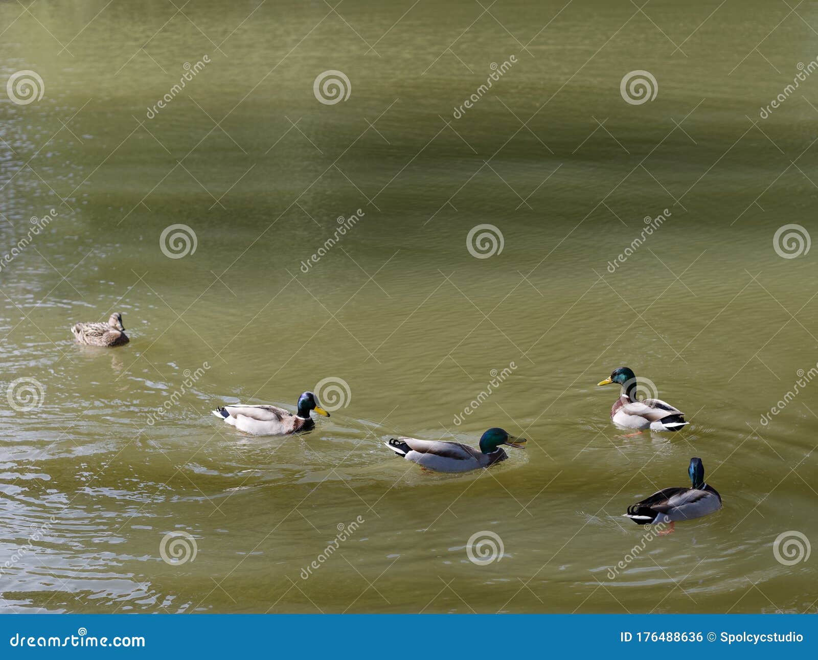 Formation of Wild Ducks Circling in the Pond. Stock Photo - Image of ...