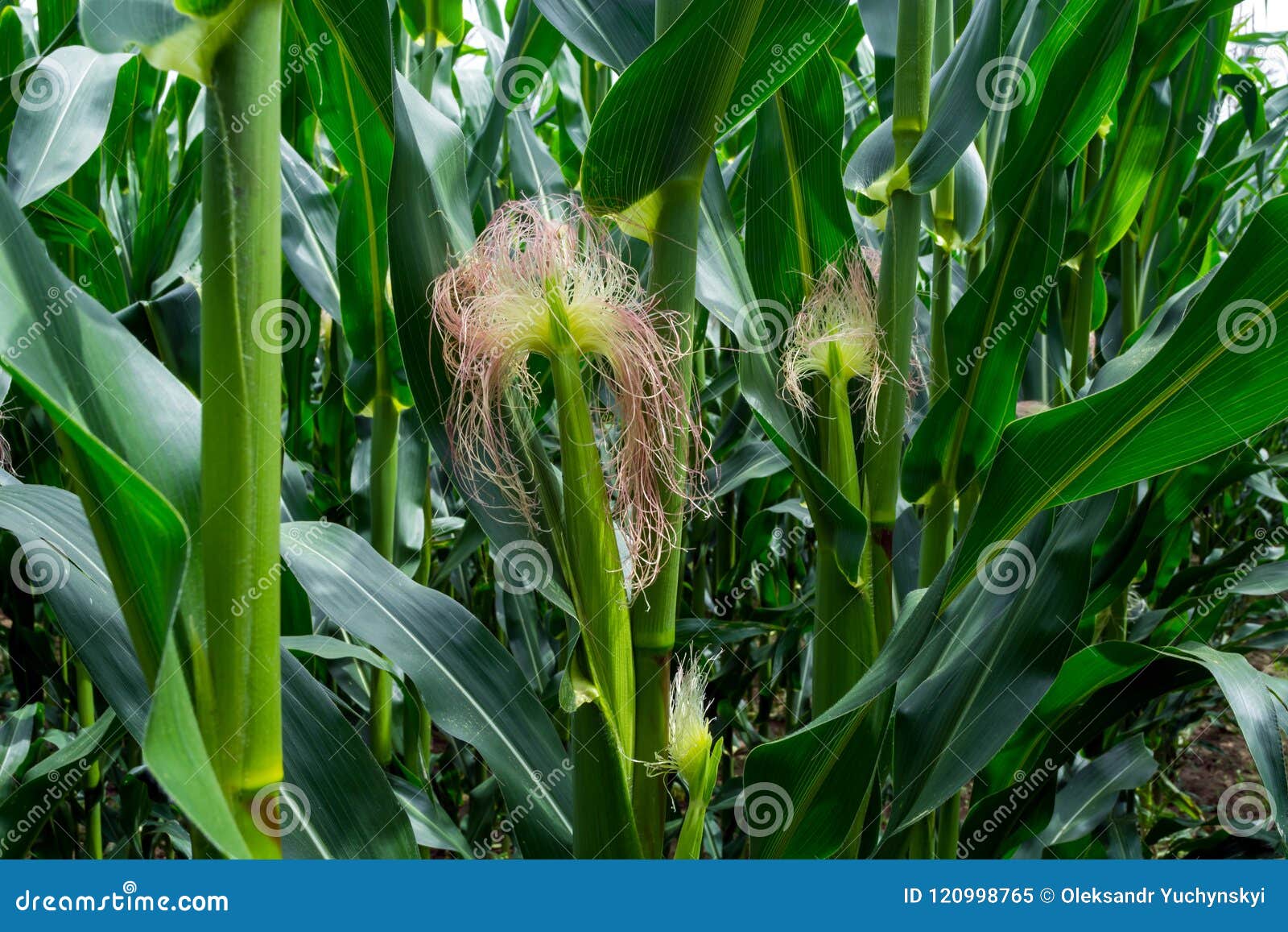 The Formation of a Young Corn Cob during Flowering Stock Image - Image ...