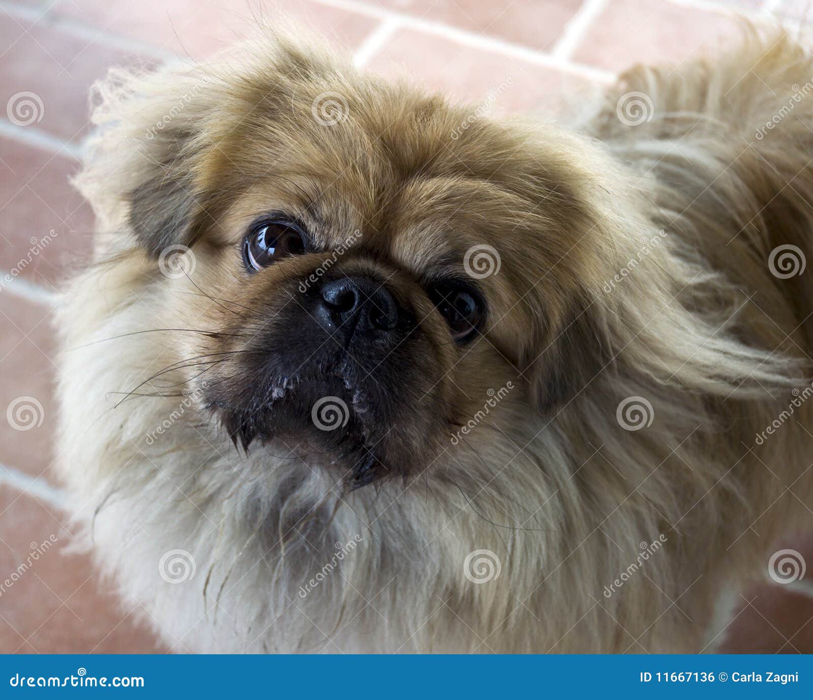 Formato del cane piccolo fotografia stock. Immagine di patrono - 11667136