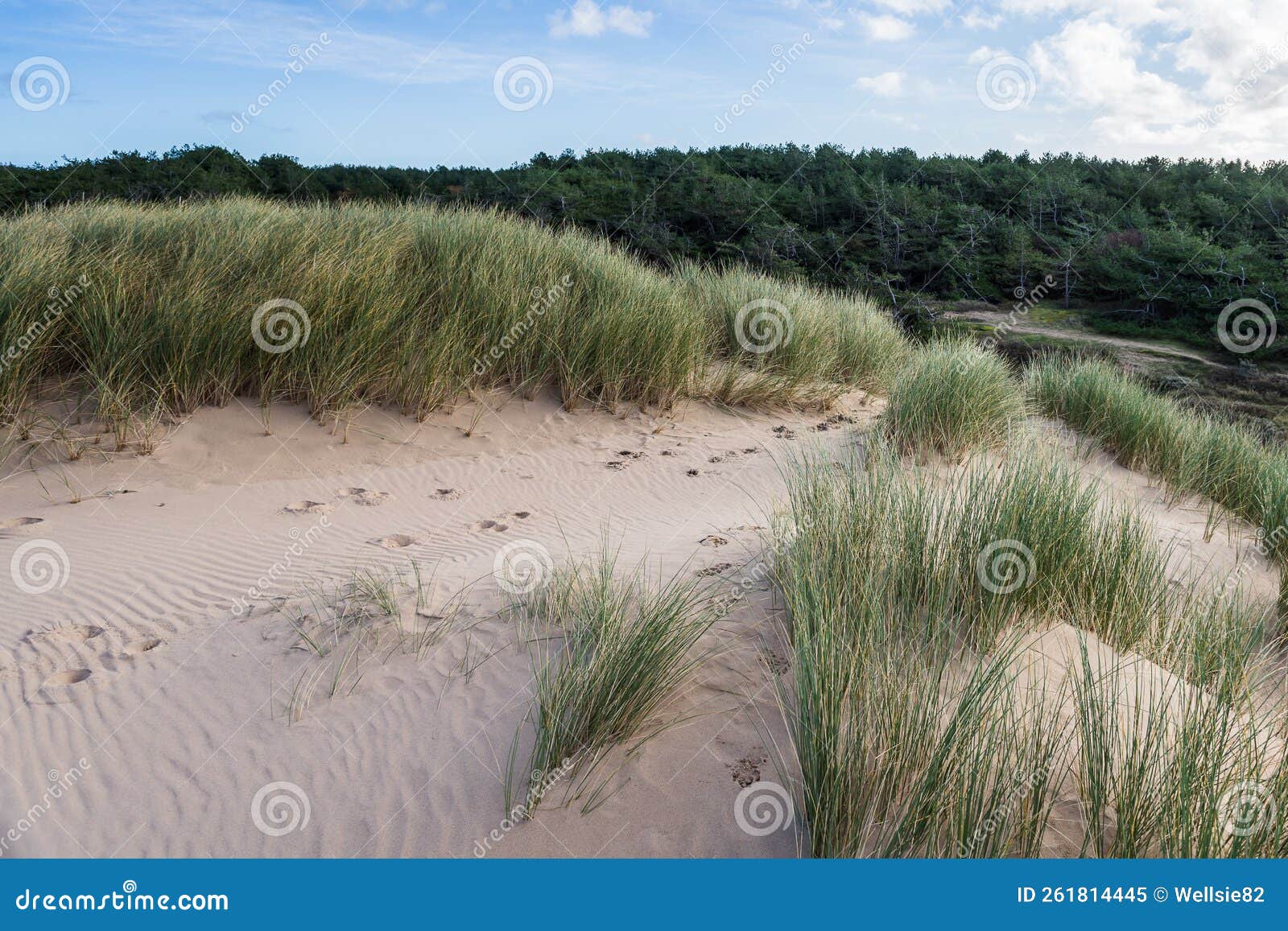 Formby Pine Woods Behind the Dunes Stock Image - Image of coastline ...