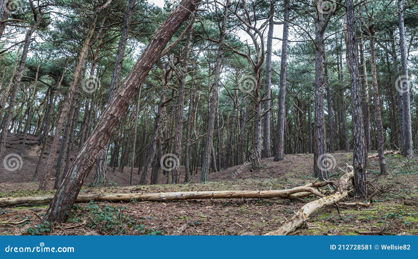 Formby Woods landscape stock image. Image of merseyside - 212728581