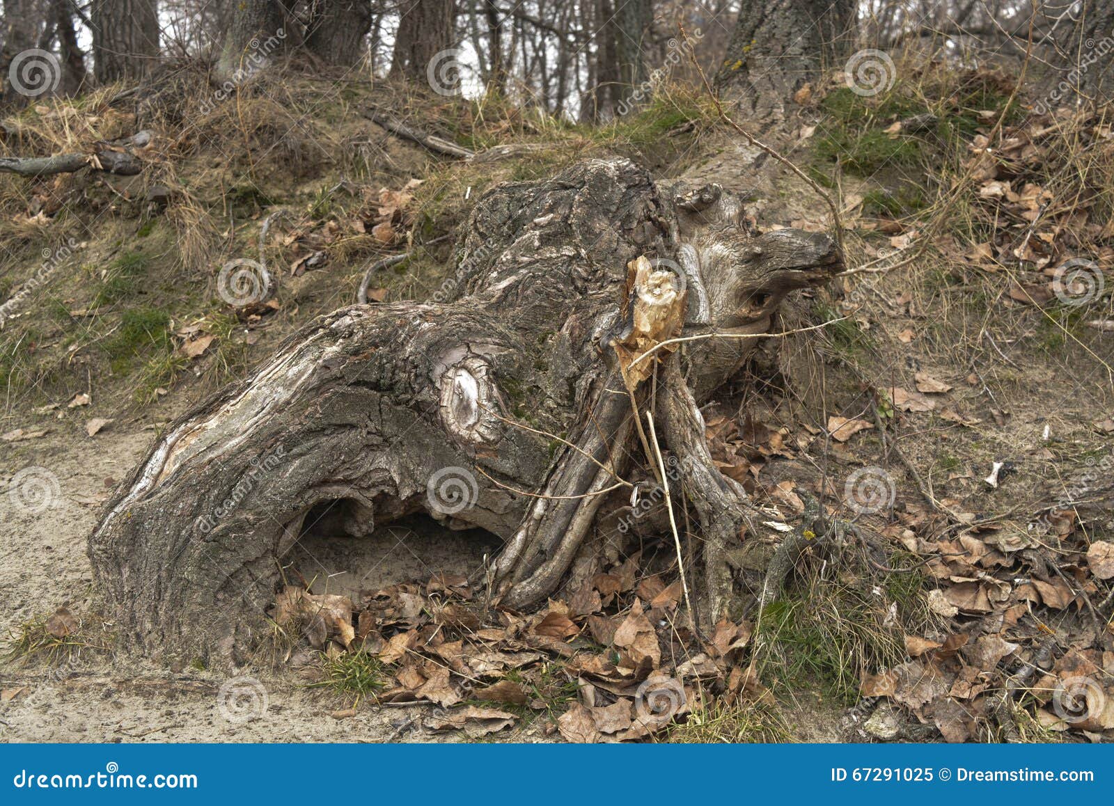 Forme bizarre d'arbres image stock. Image du arbres, bizarre - 67291025