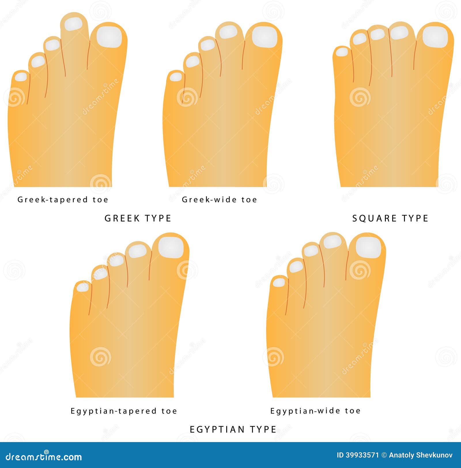 Forme D'orteil Illustration de Vecteur - Image: 39933571