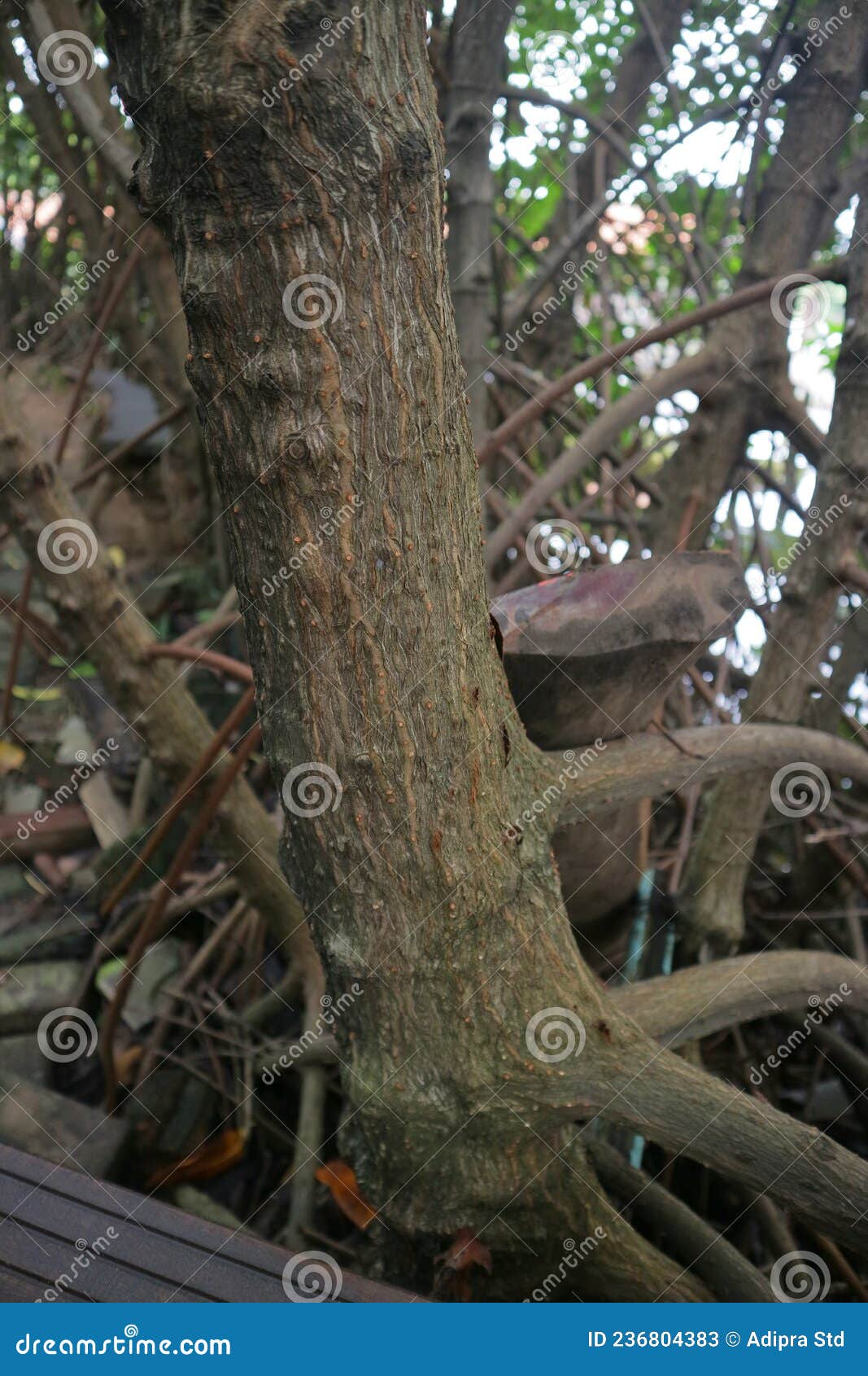Forme De La Texture Du Bois De Mangrove Image stock - Image du ...