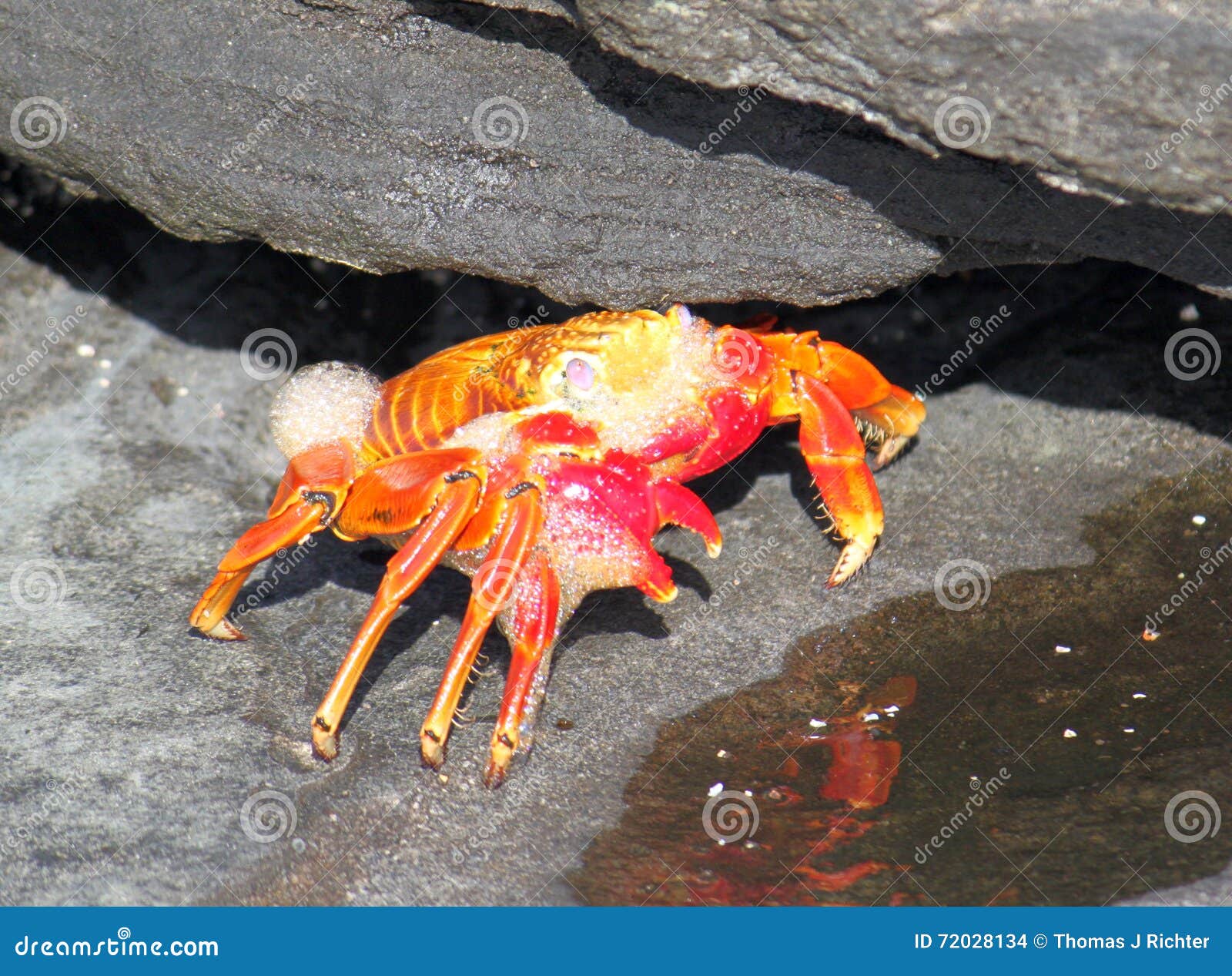 Formende Rote Felsen-Krabbe (Galapagos, Ecuador) Stockfoto - Bild von ...