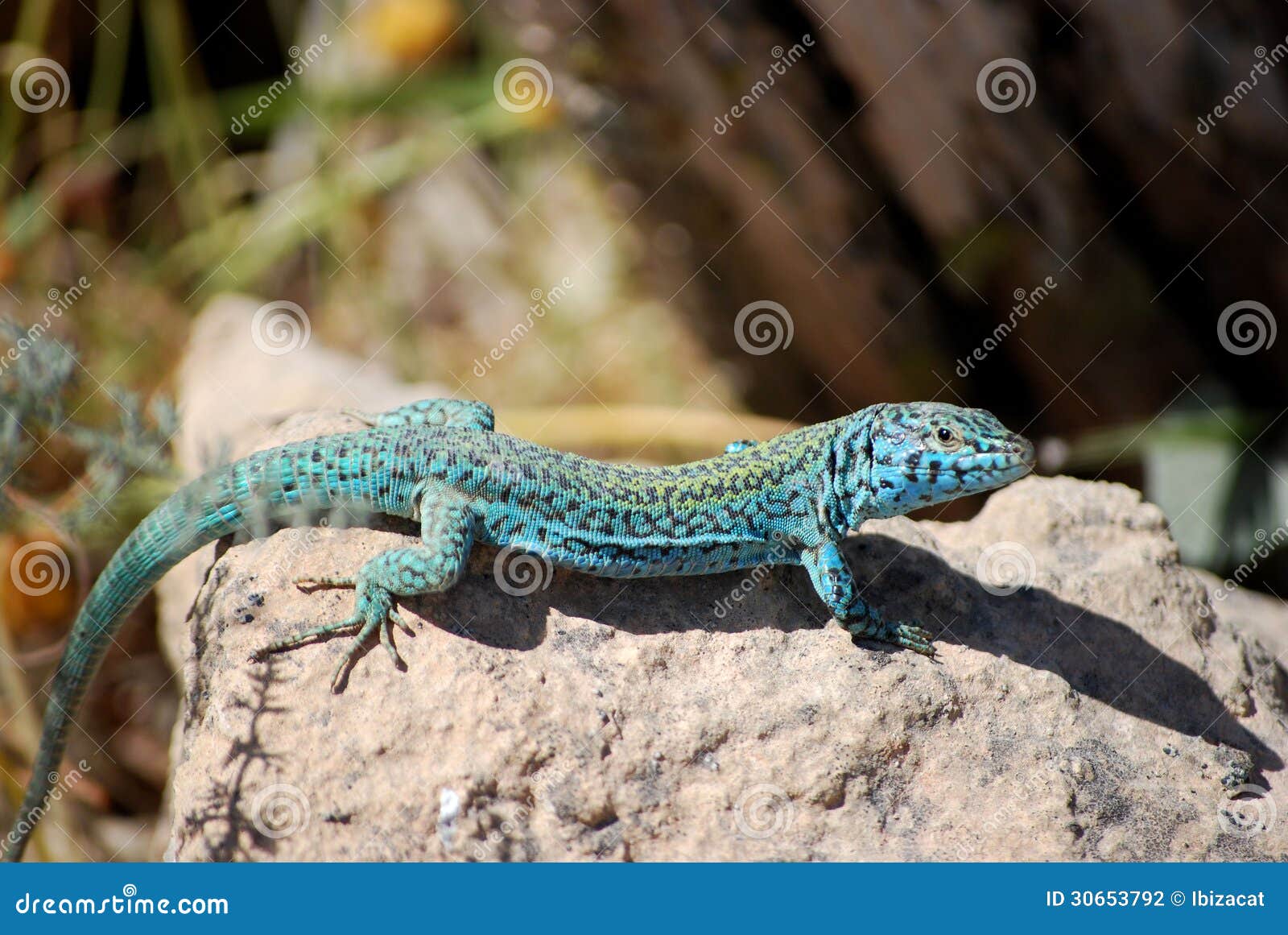 Formentera hagedis stock foto. Image of eilanden, hagedis - 30653792