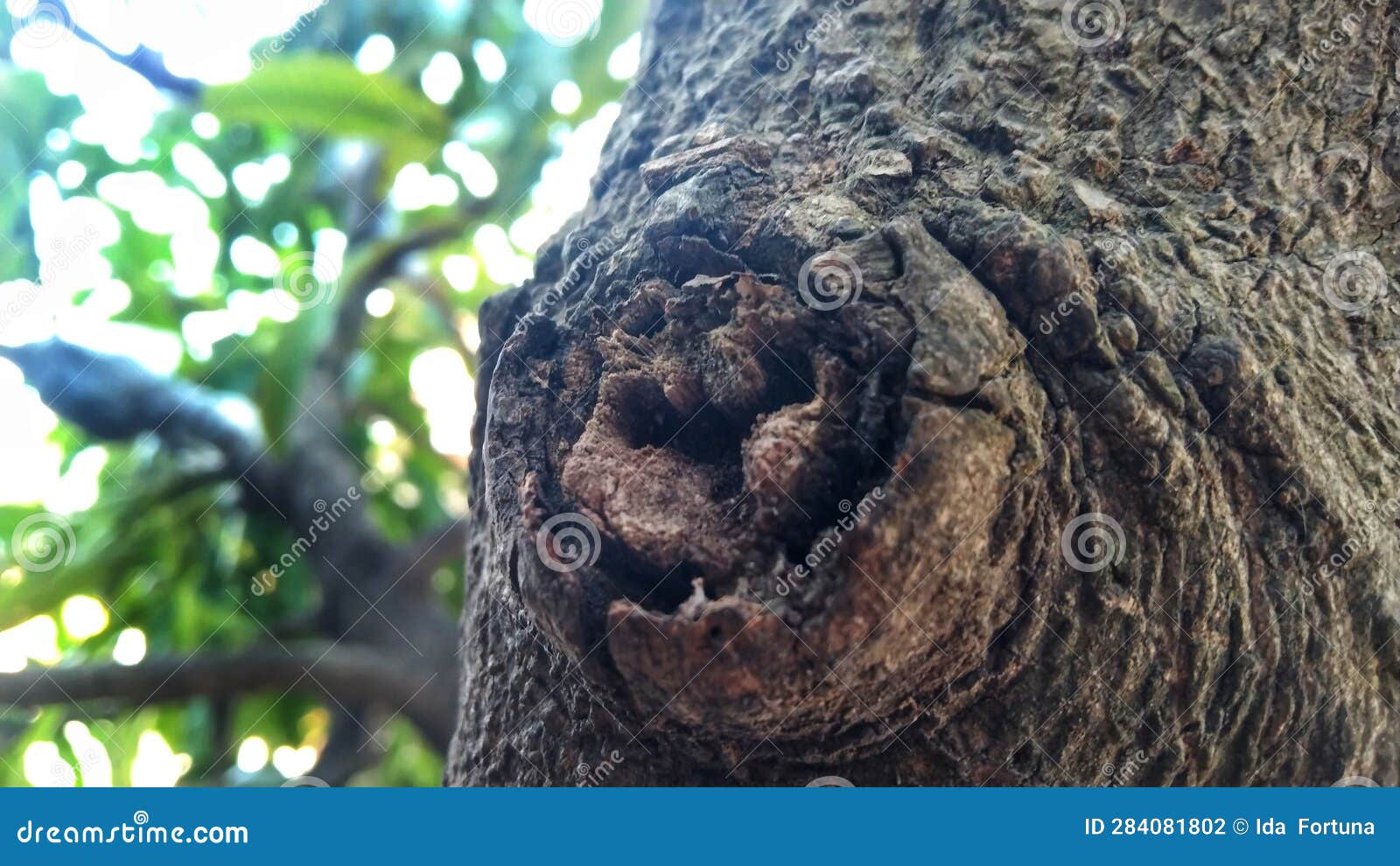 Former Broken Mango Tree Branch. Close Up Stock Photo - Image of trunk ...