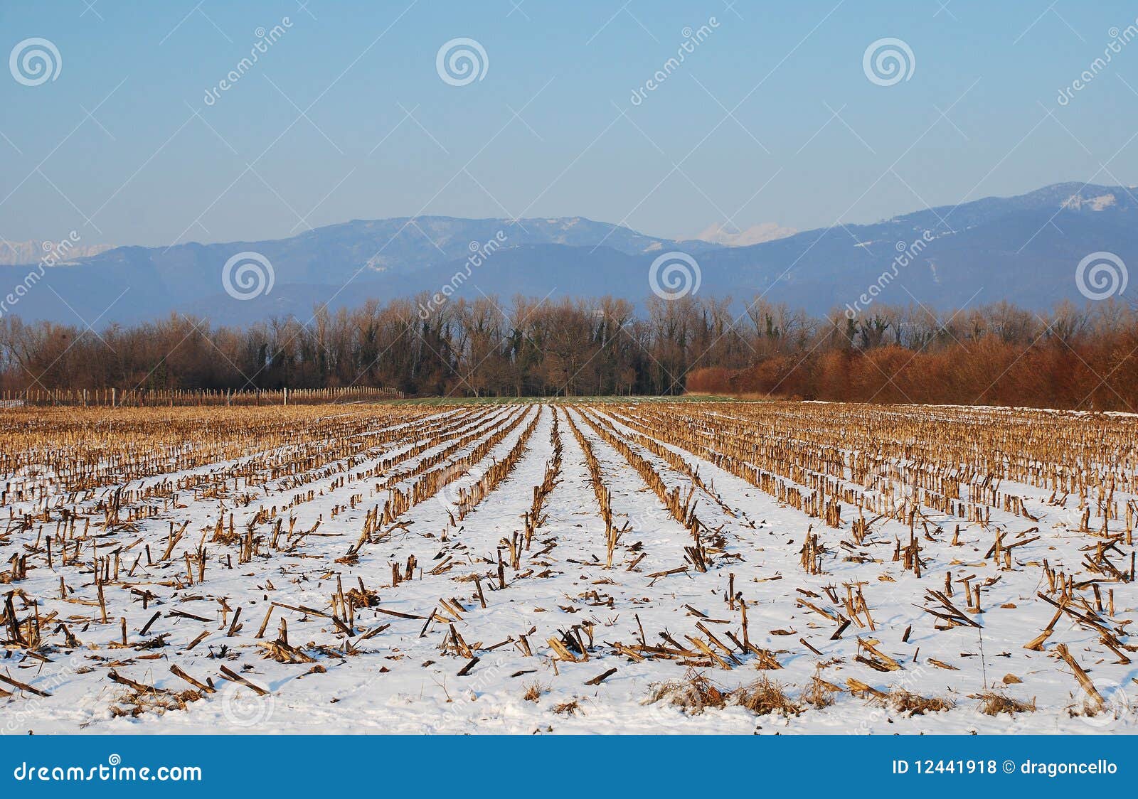Former Corn Field in the Snow Stock Photo - Image of tree, friuli: 12441918