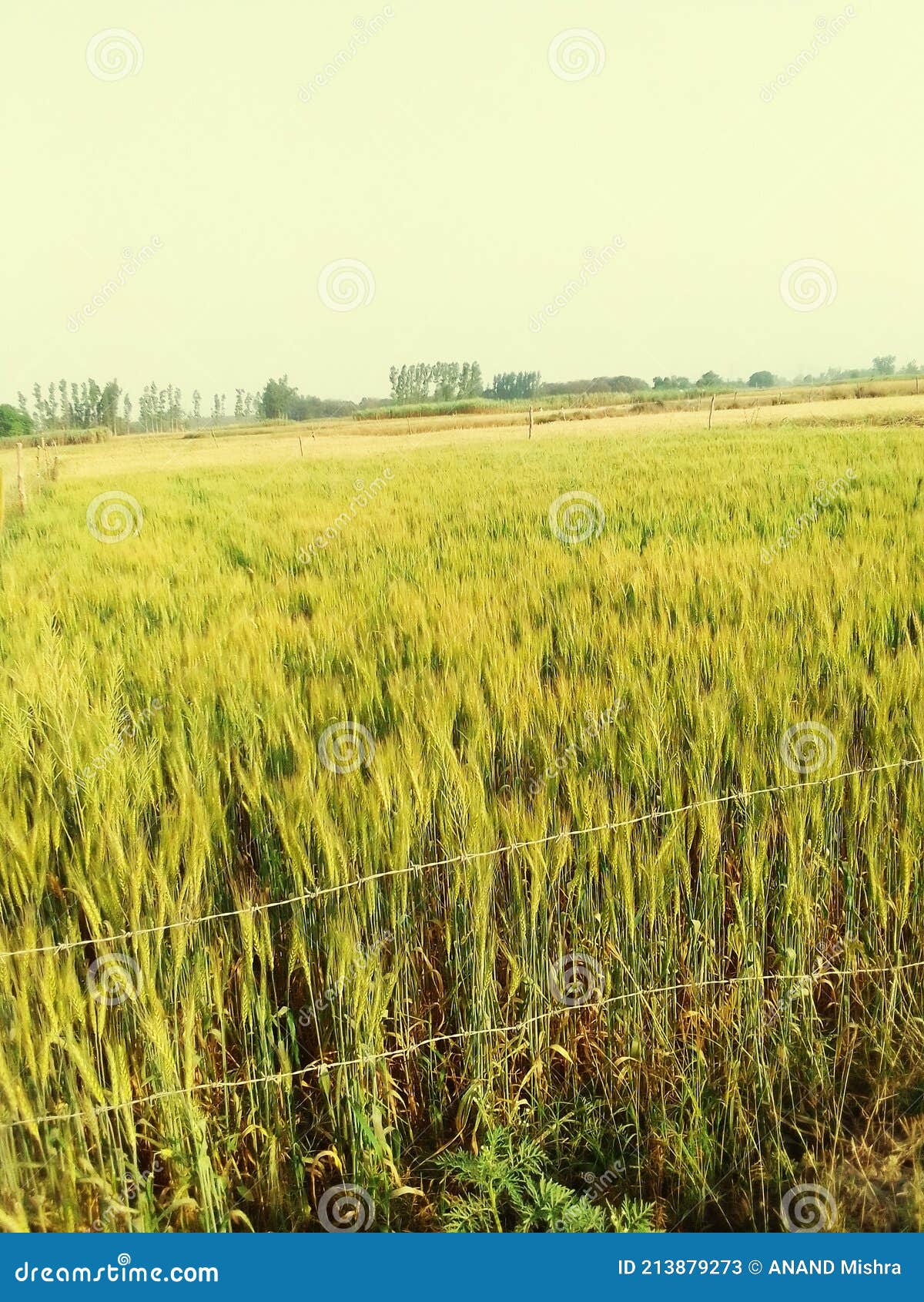 Former feld green feld stock image. Image of park, flawer - 213879273