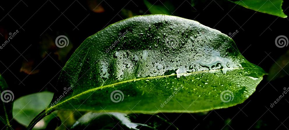 Former raindrops streaming stock photo. Image of moisture - 216758662