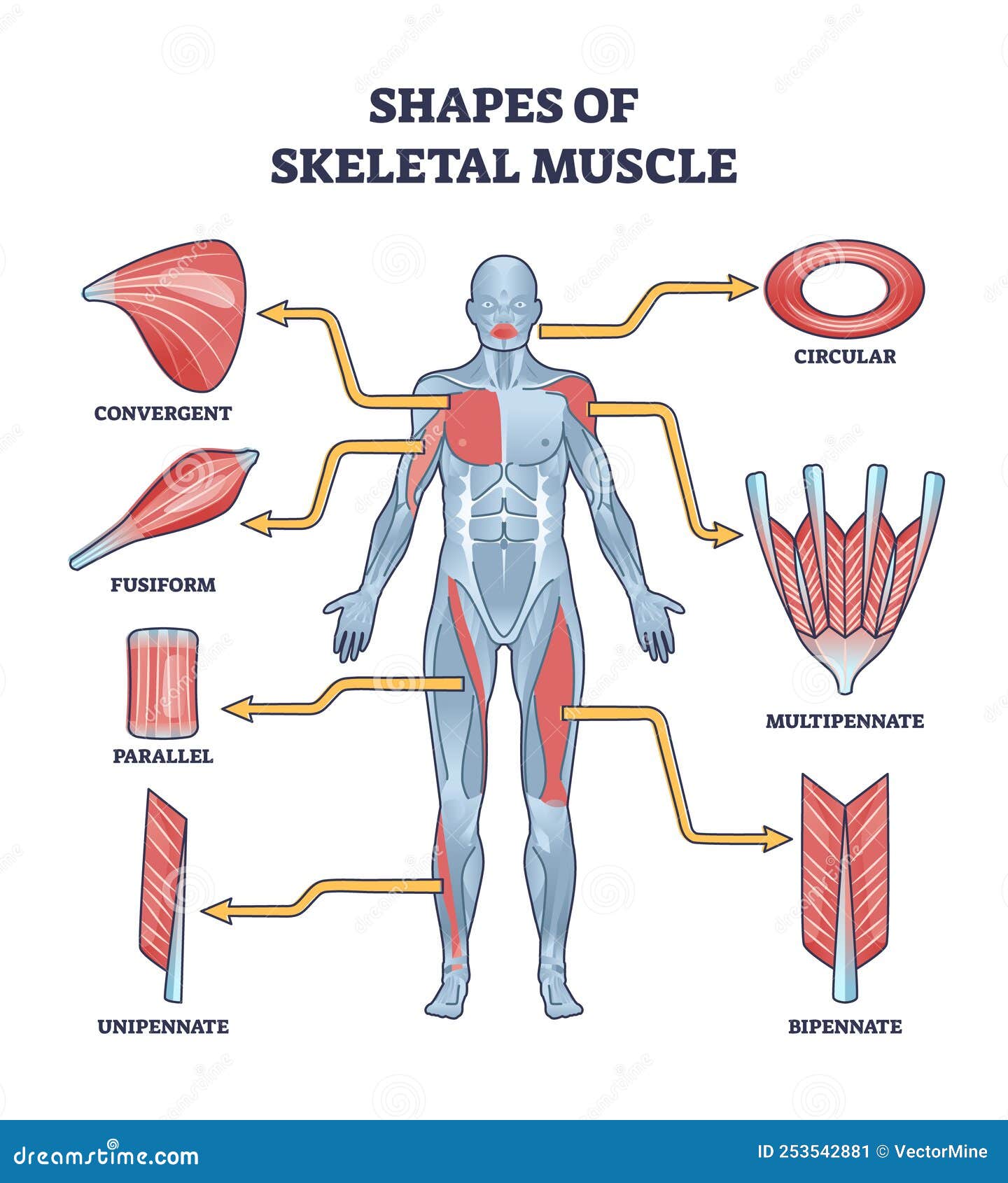 Formes Des Muscles Squelettiques Avec Divers Types Musculaires Schéma ... Formes Des Muscles Squelettiques Avec Divers Types Musculaires Schéma ...