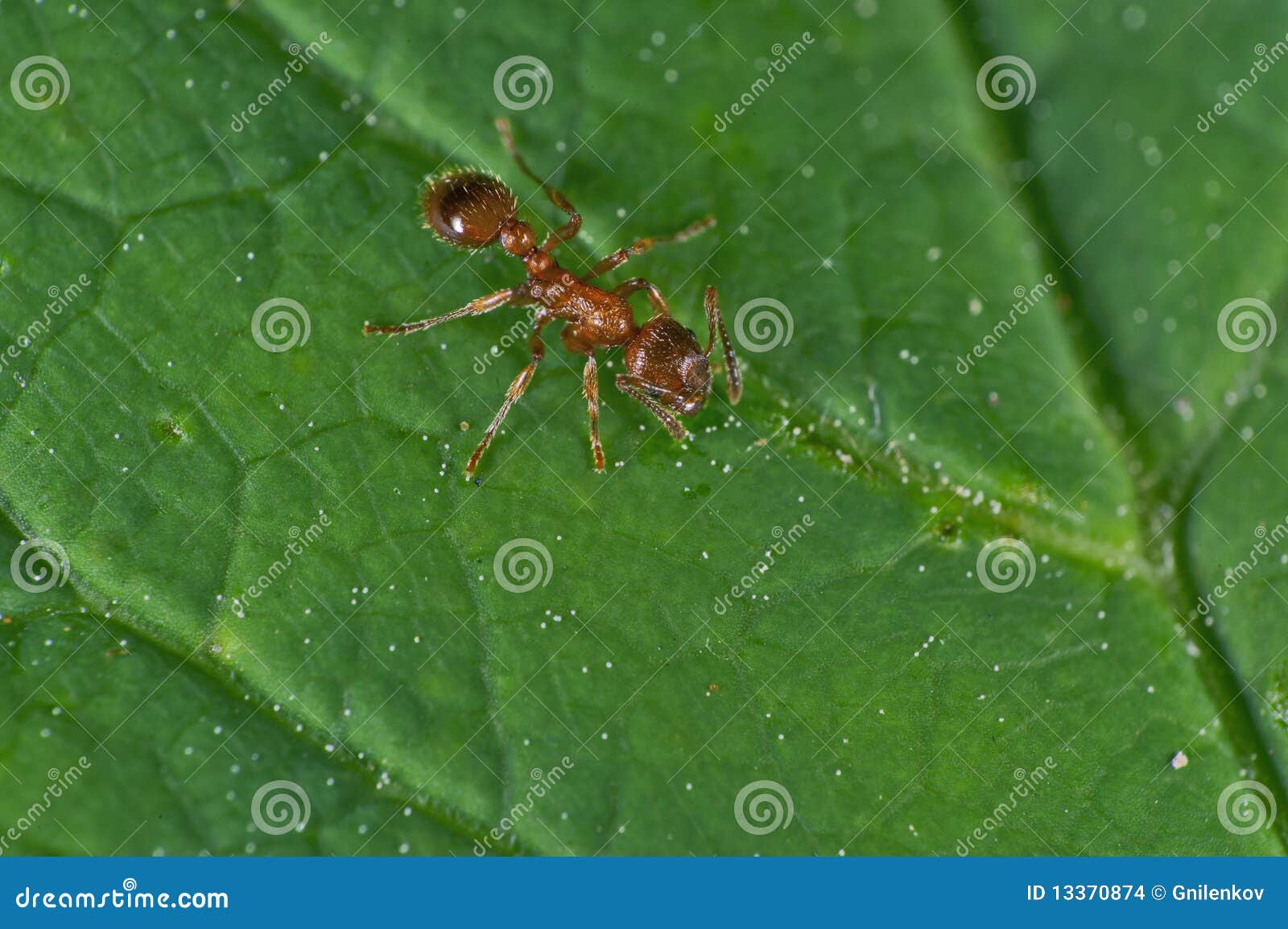 Formica fotografia stock. Immagine di antenna, selva - 13370874