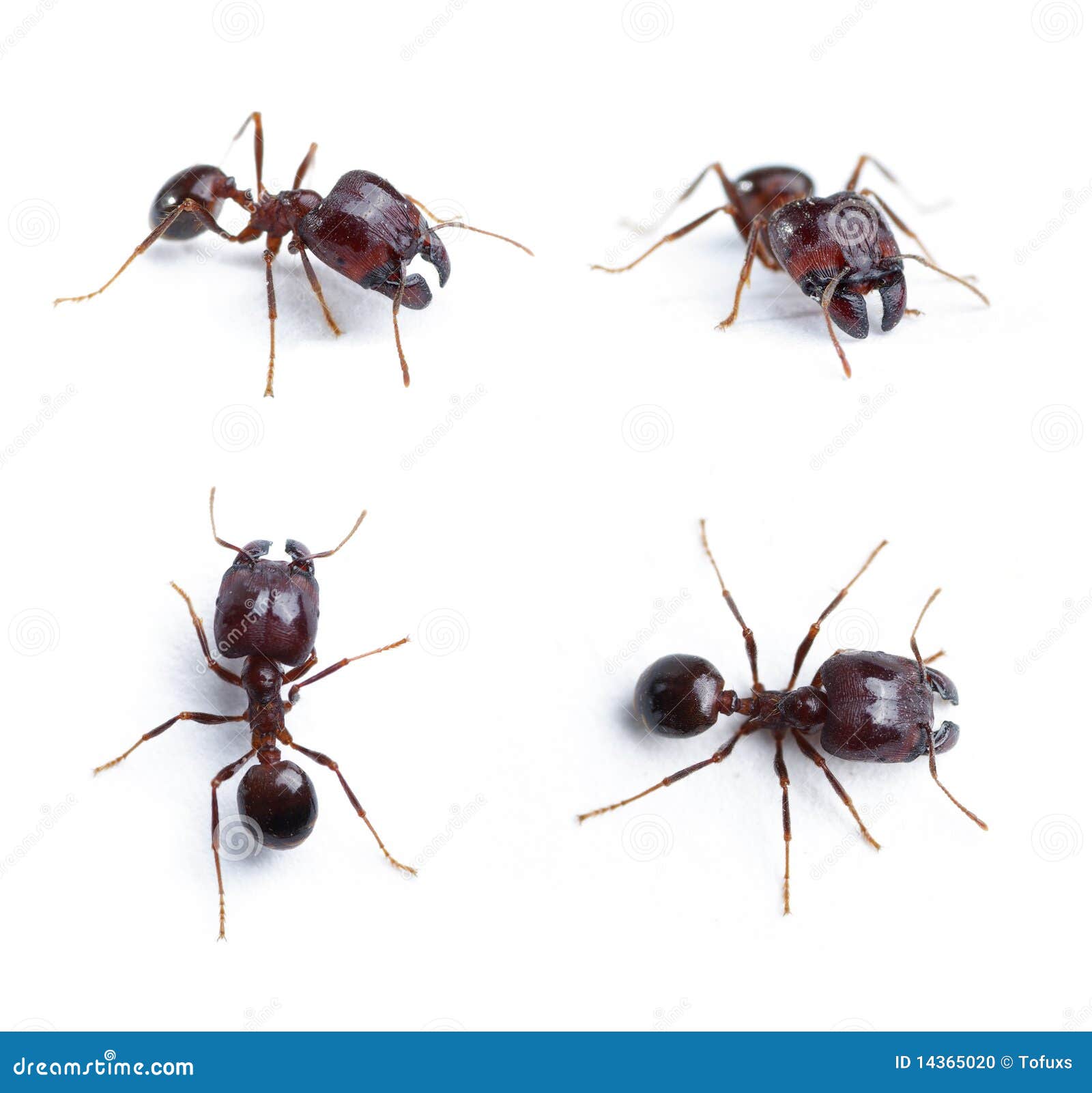 Formica fotografia stock. Immagine di isolato, macro - 14365020