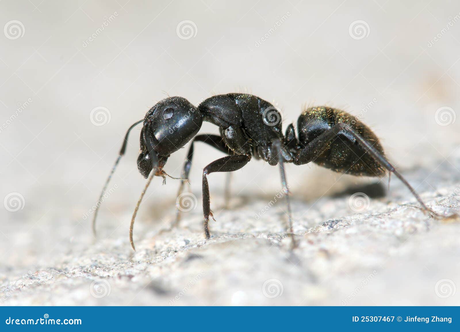 Formica immagine stock. Immagine di macro, animali, selvaggio - 25307467