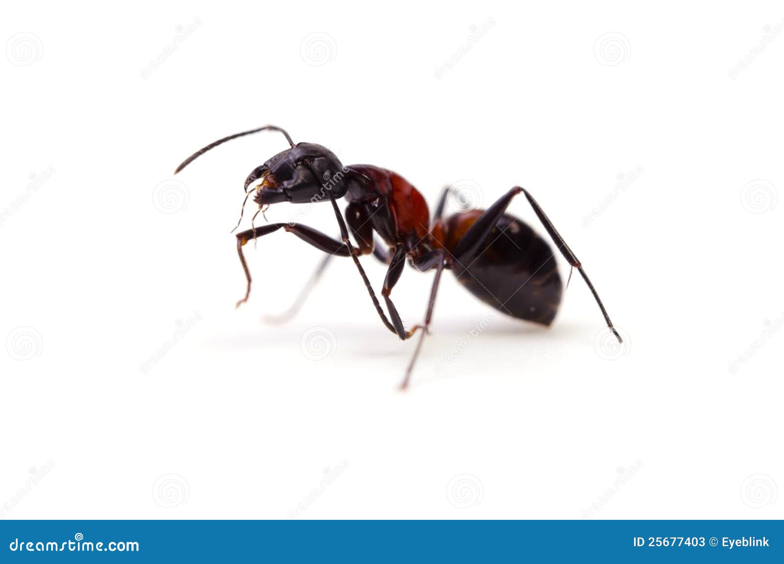 Formica immagine stock. Immagine di sociale, isolato - 25677403