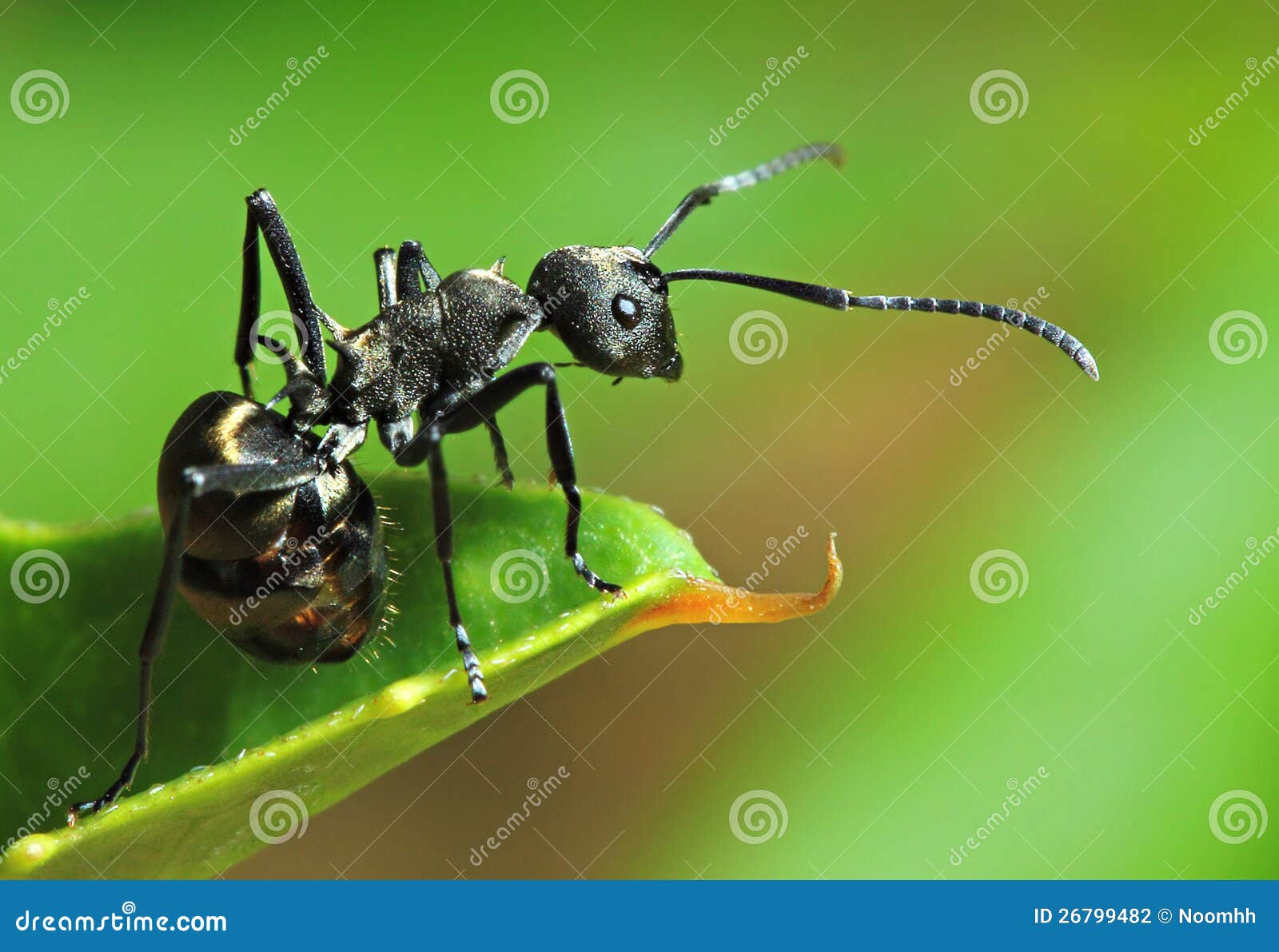 Formica fotografia stock. Immagine di piedino, antenna - 26799482