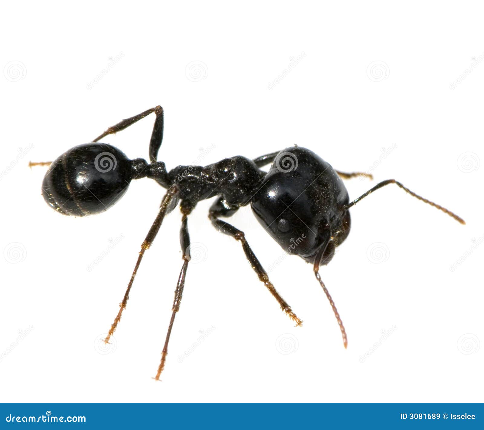 Formica immagine stock. Immagine di nero, piedino, isolato - 3081689
