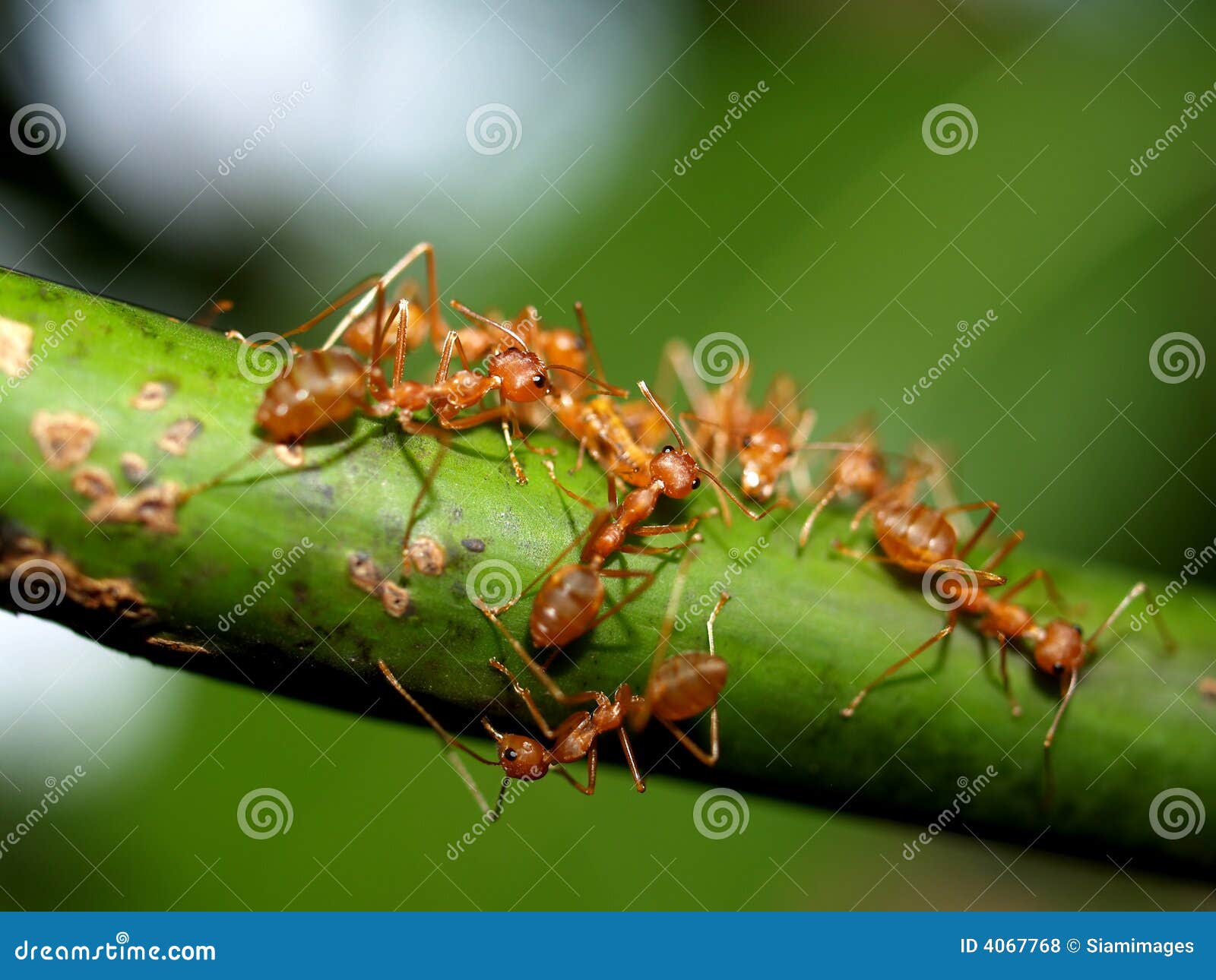 Formica fotografia stock. Immagine di vita, erba, caldo - 4067768