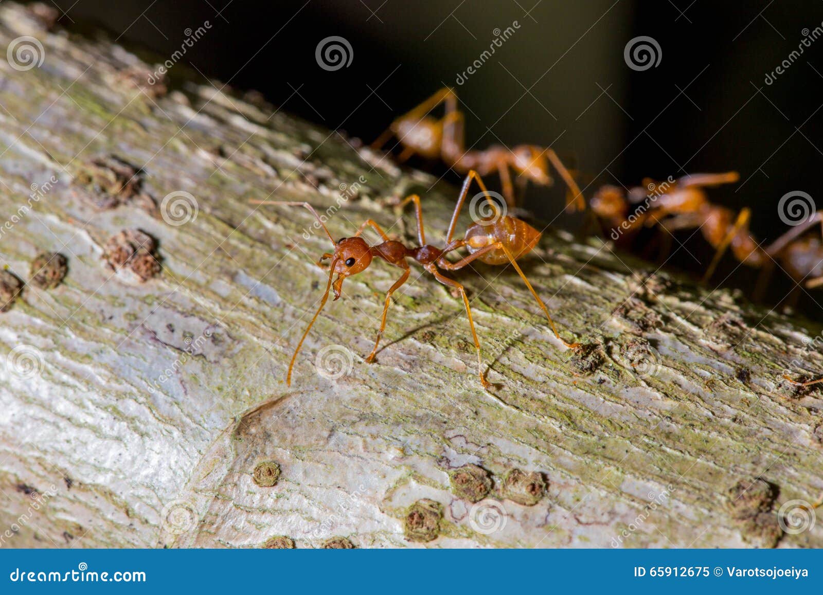 Formica immagine stock. Immagine di nero, veleno, occhio - 65912675