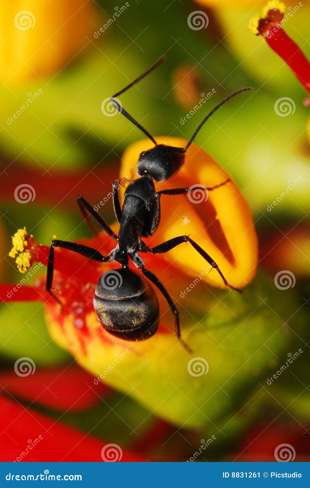 Formica immagine stock. Immagine di giallo, fuoco, insetto - 8831261