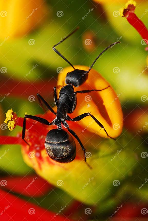 Formica immagine stock. Immagine di giallo, fuoco, insetto - 8831261