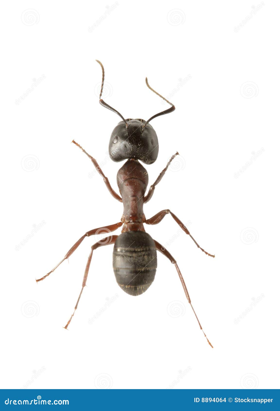 Formica fotografia stock. Immagine di piccolo, isolato - 8894064