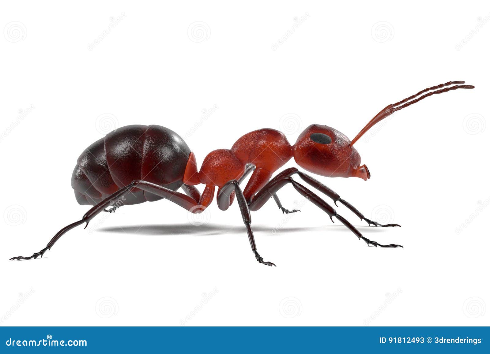 Formica illustrazione di stock. Illustrazione di legno - 91812493