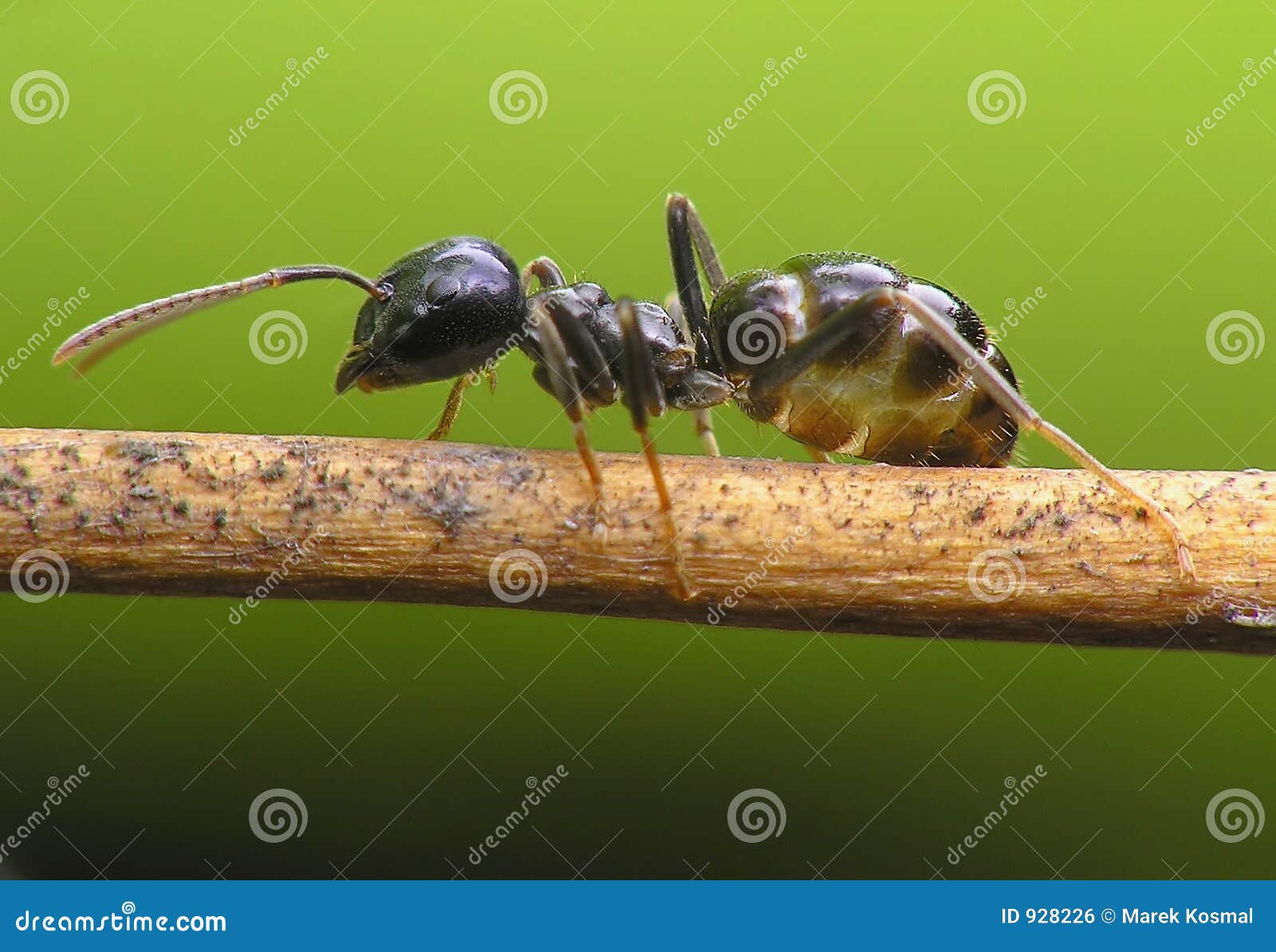 Formica fotografia stock. Immagine di rosso, rapporti, chiusura - 928226