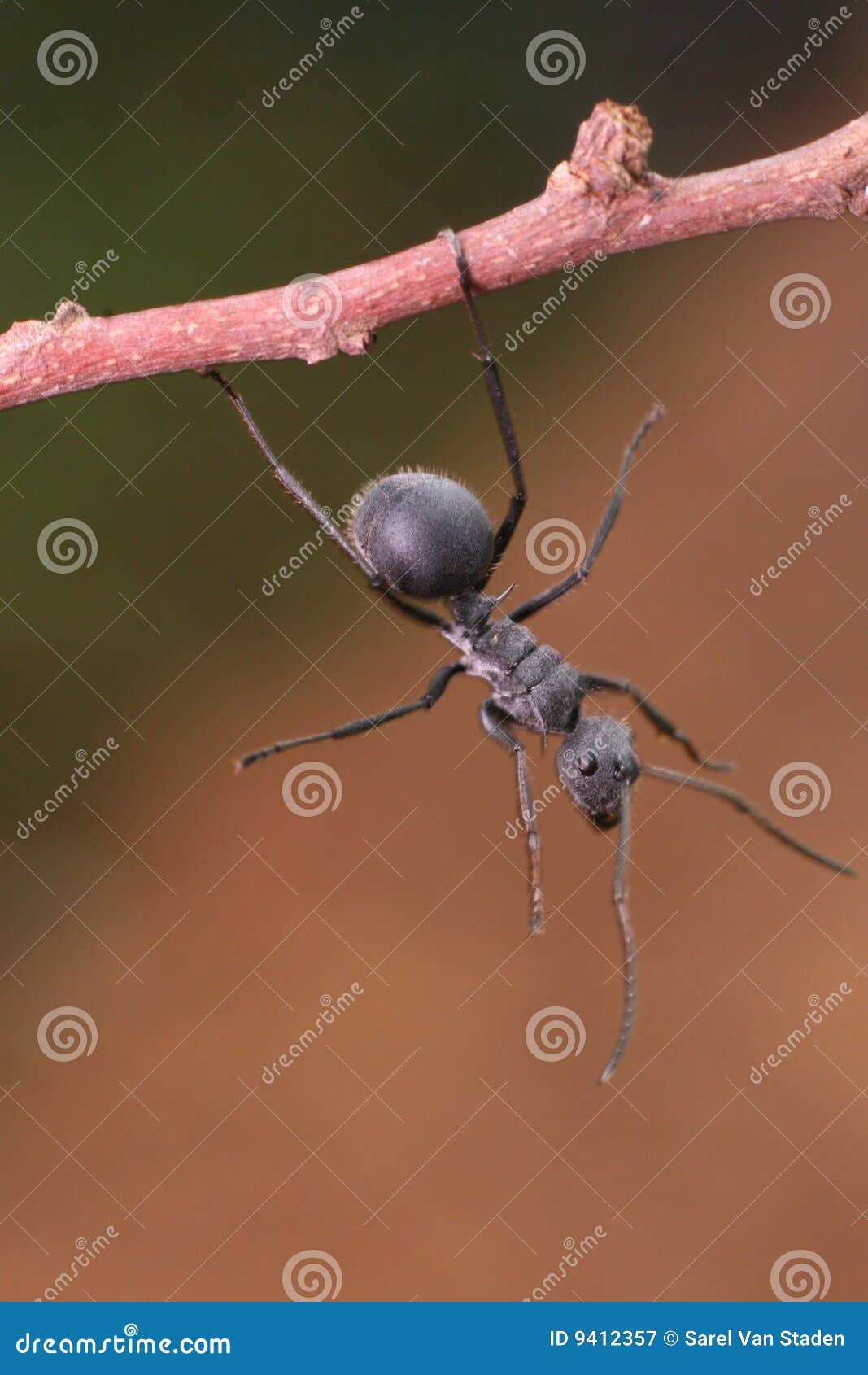 Formica immagine stock. Immagine di insetto, minuscolo - 9412357